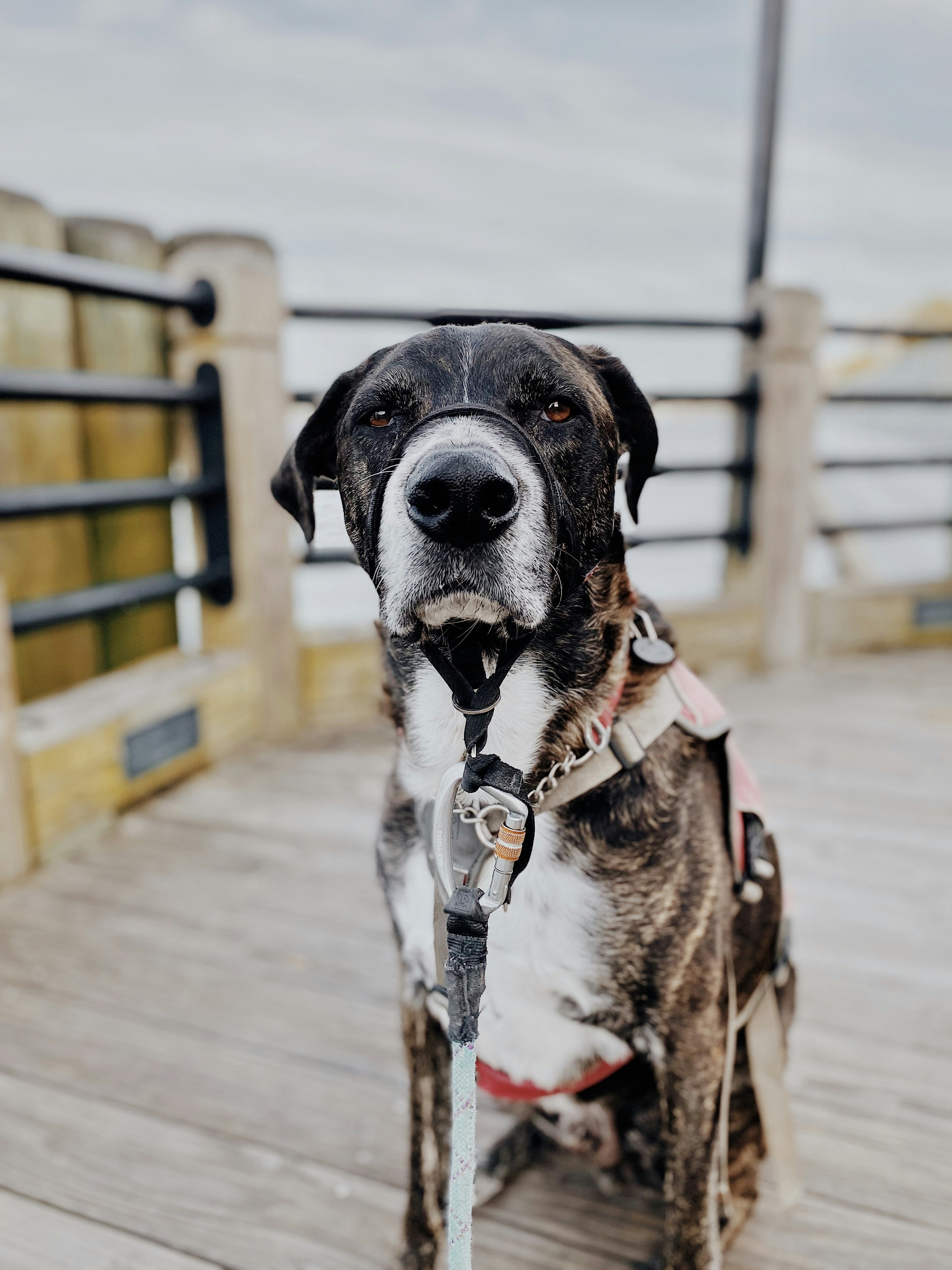 a dog on a leash