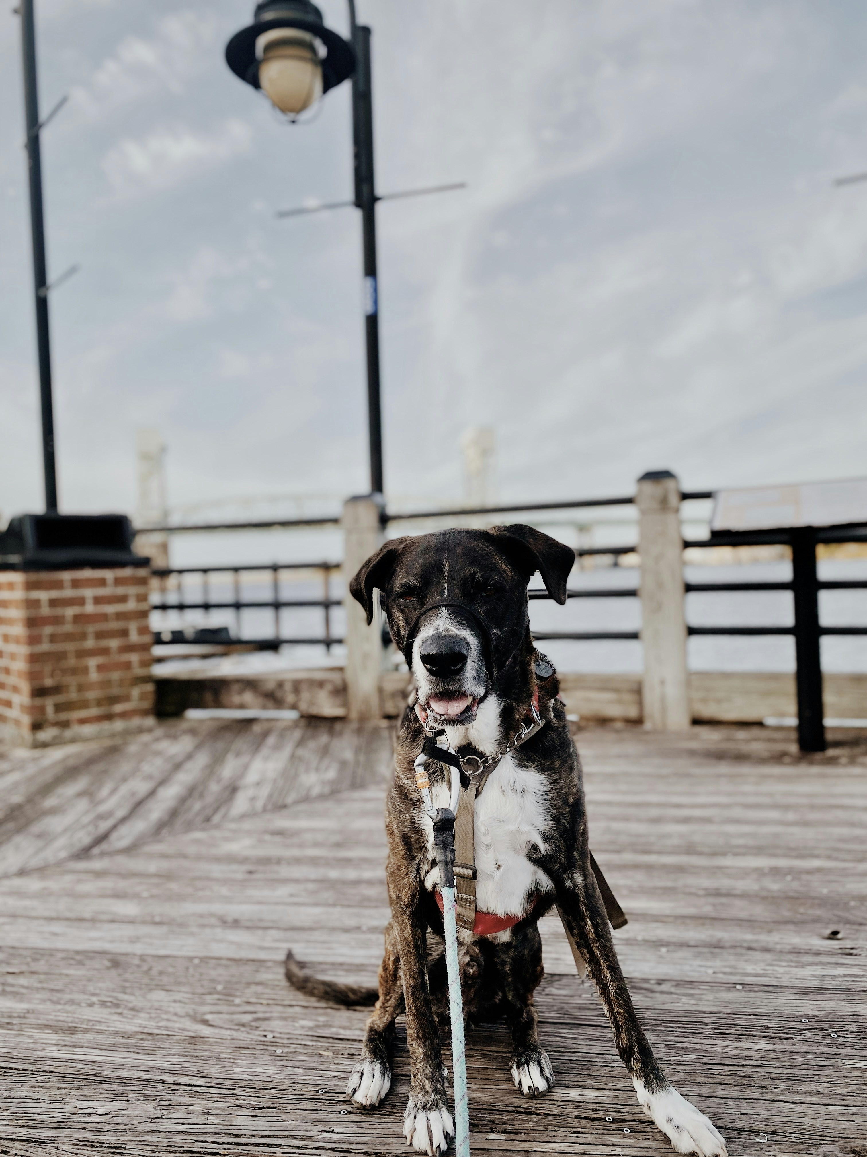 Pierside Portrait: A Brindle Dog's Calm Gaze