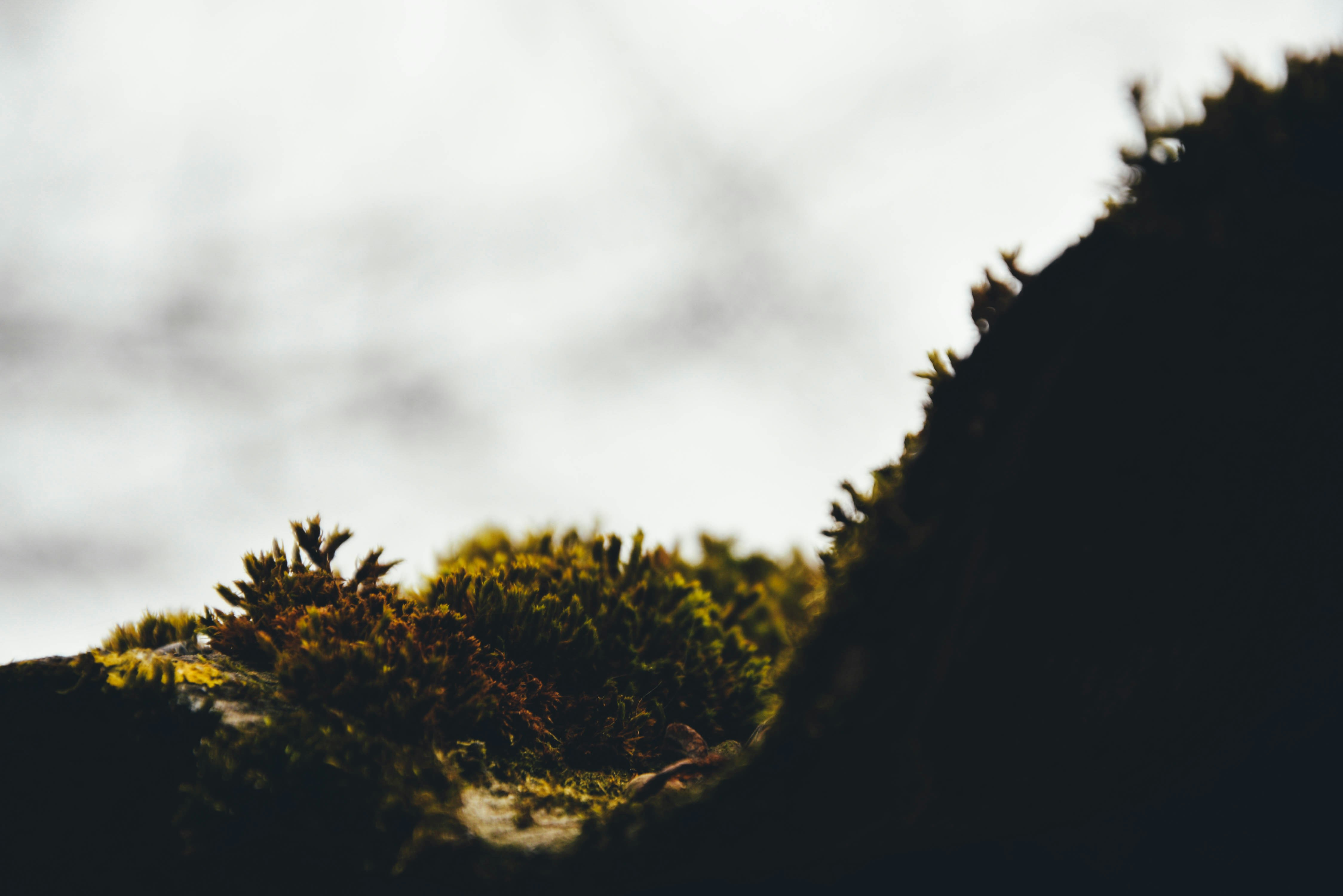 Solitary tree perched on a rugged mountain slope against a blurred sky.