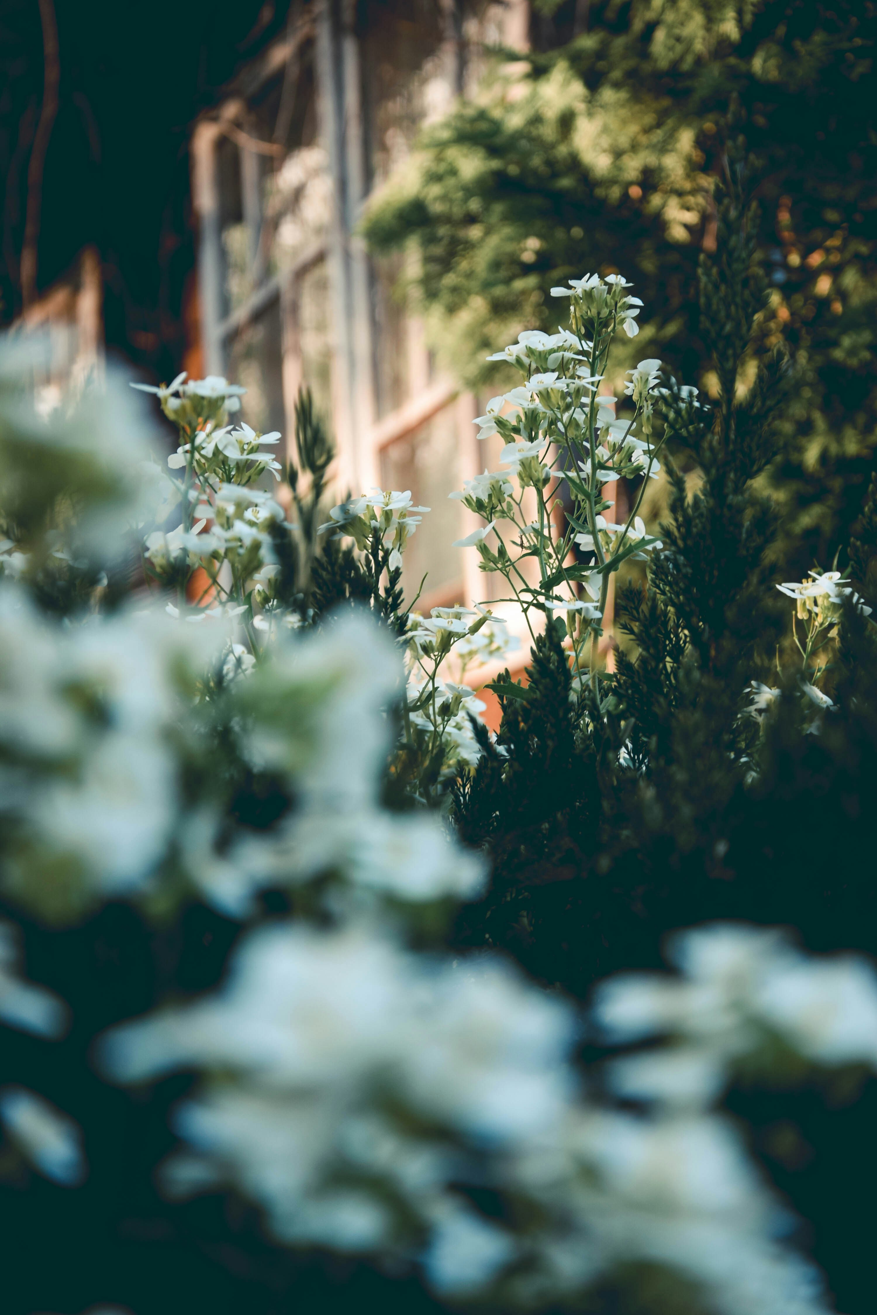 Delicate white flowers emerge amidst lush greenery, with a softly blurred background hinting at a rustic structure. The scene evokes a serene connection to nature.