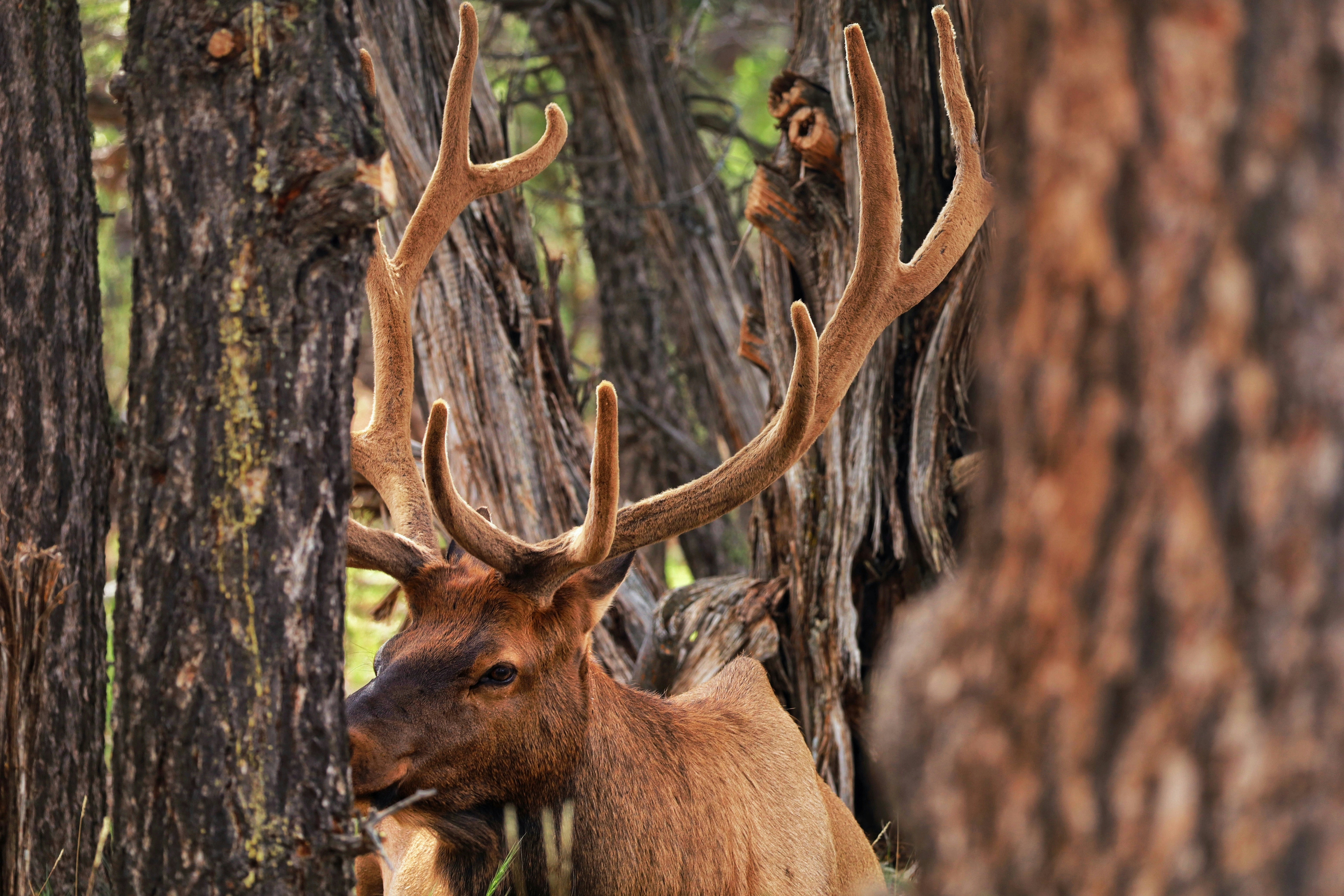A deer with antlers in a forest photo – Free United states Image on ...