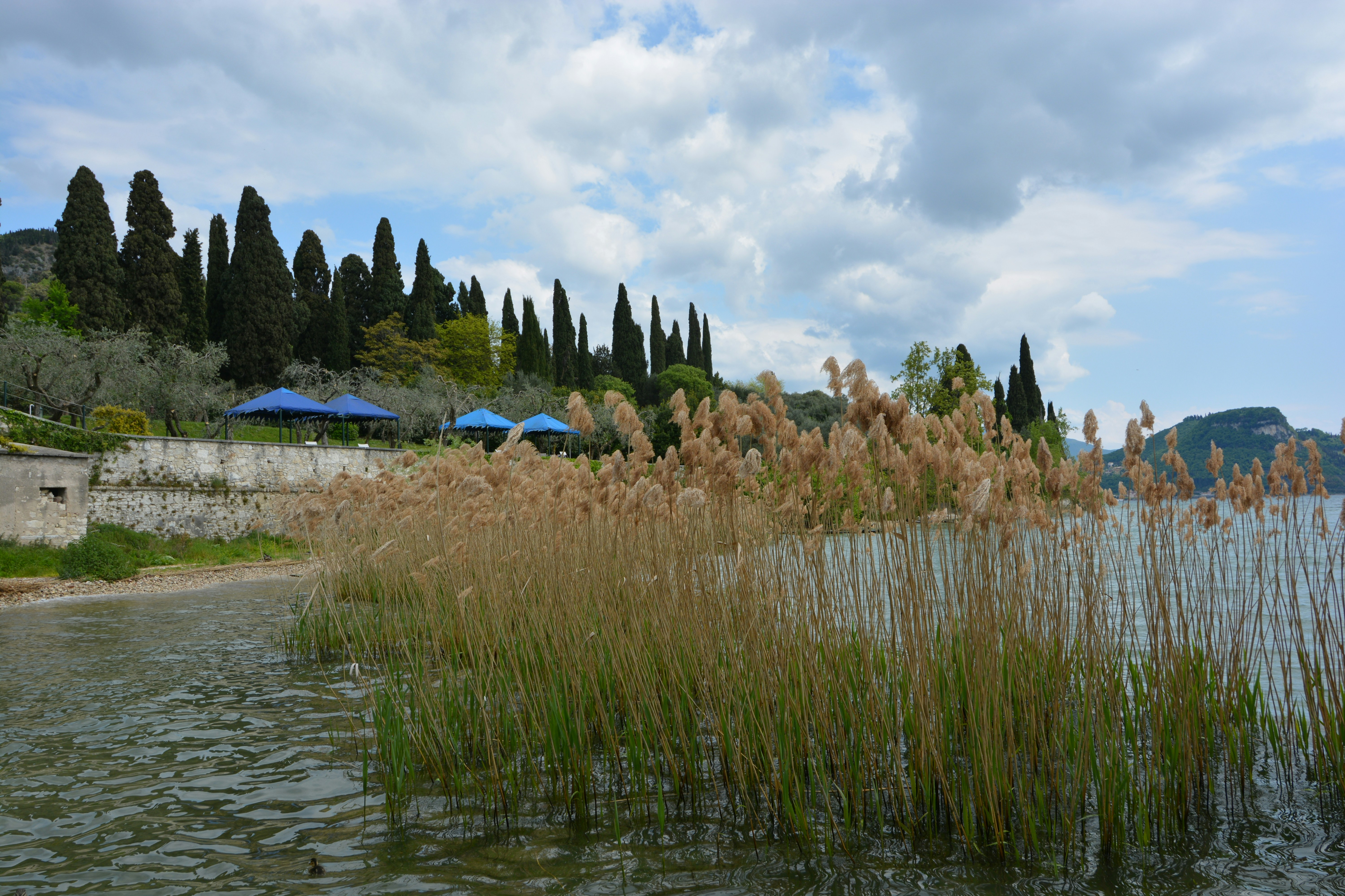 a body of water with grass and trees around it