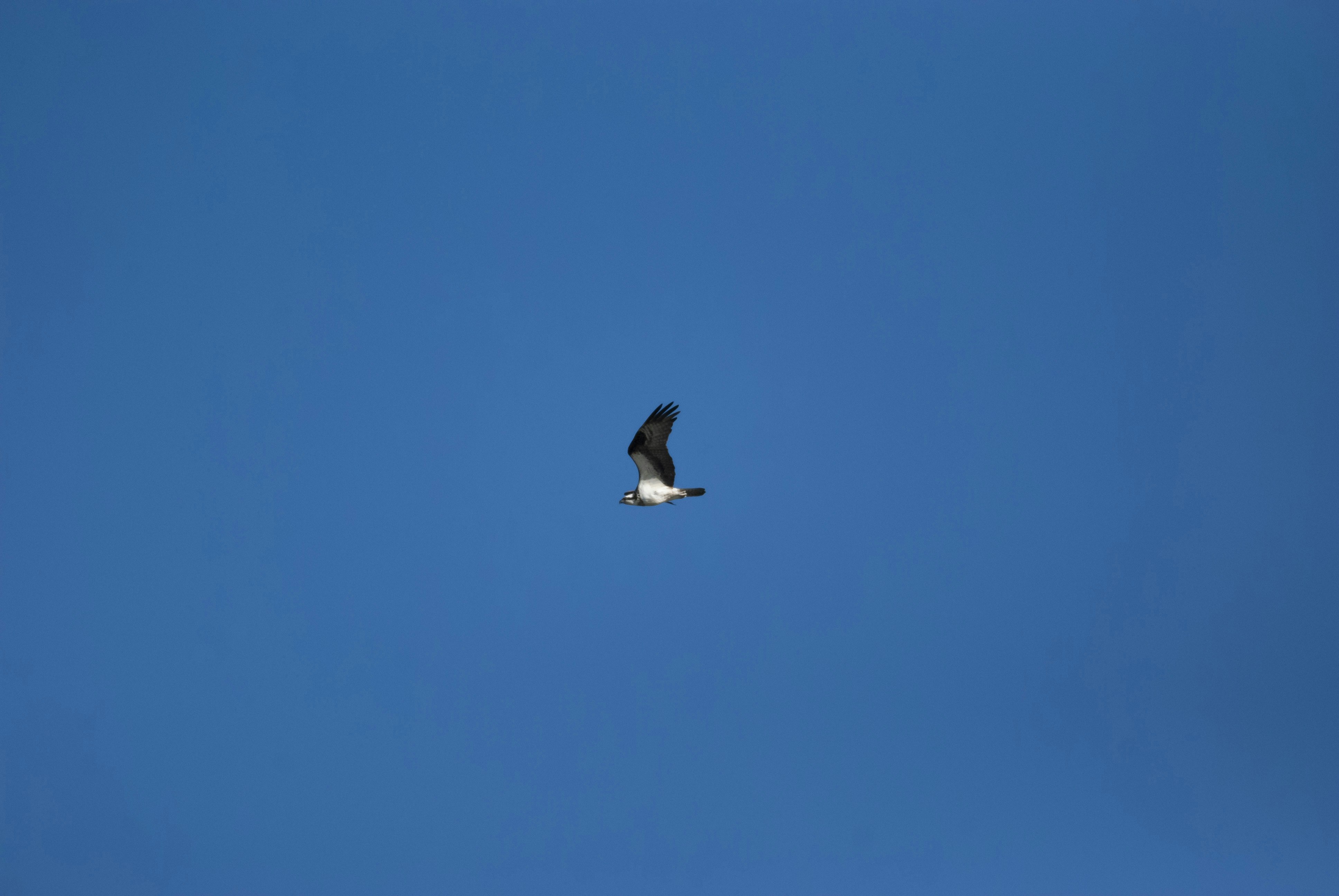 Osprey glides through a clear blue sky, wings spread wide.