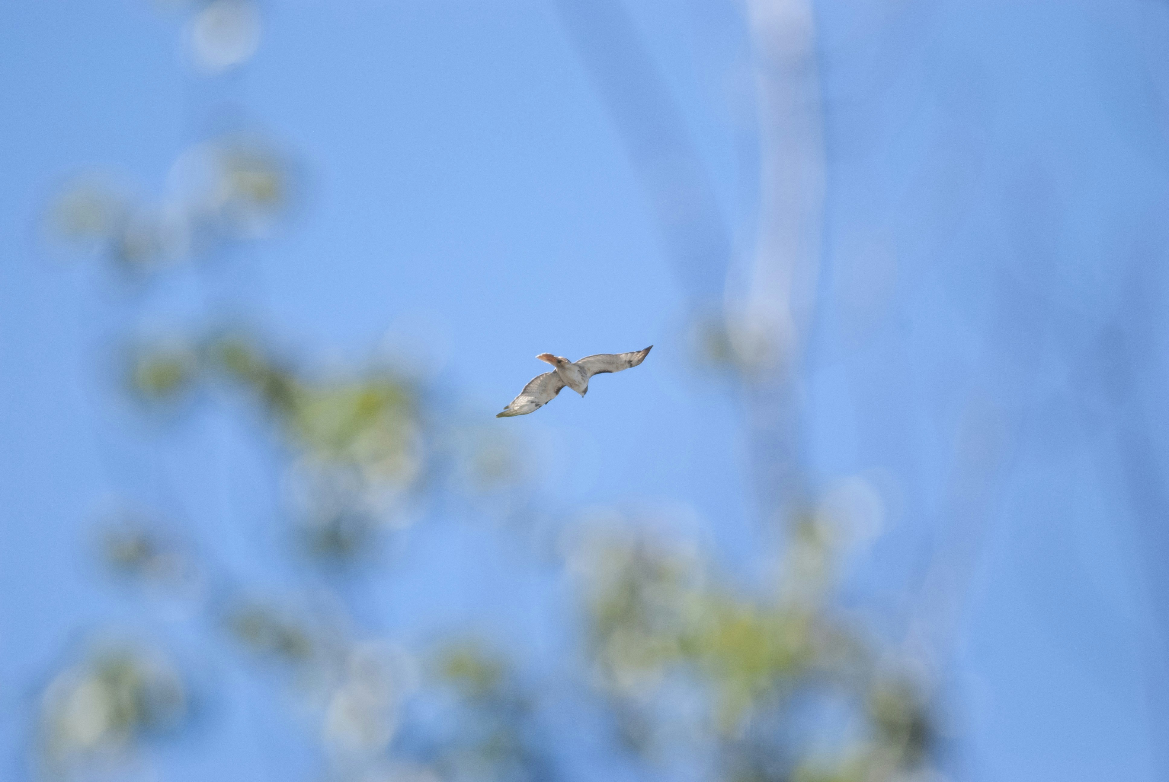 Red Tailed Hawk Flying over treetops