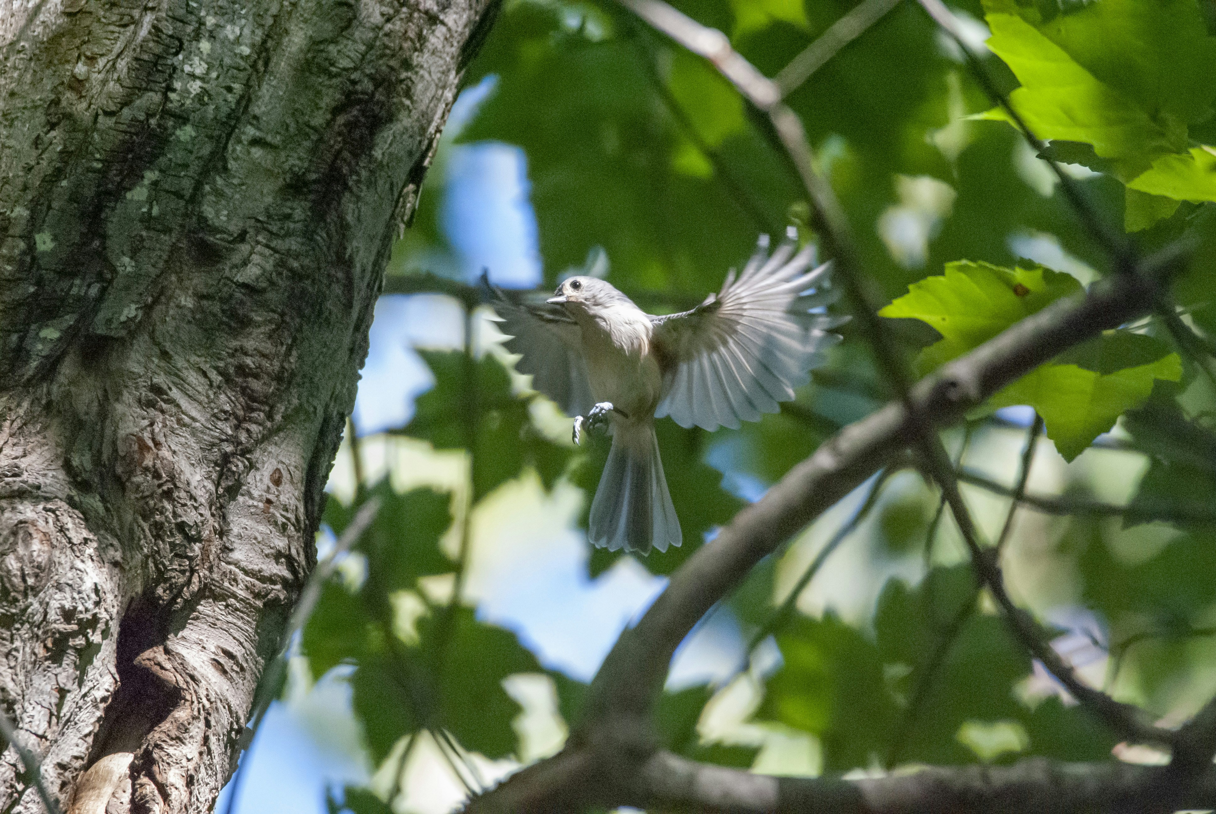 Graceful Flight Amidst Verdant Canopy
