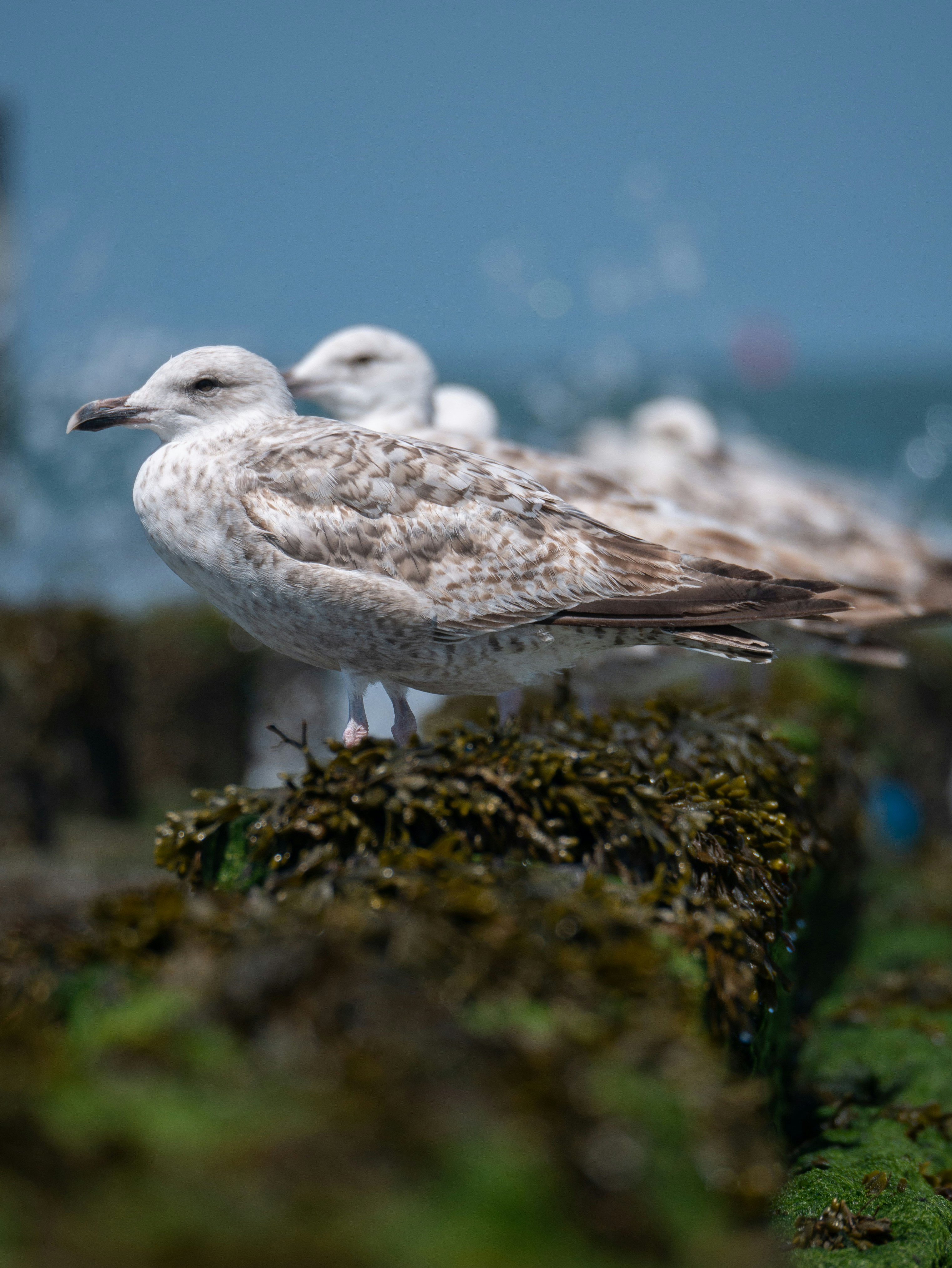 birds on a tree