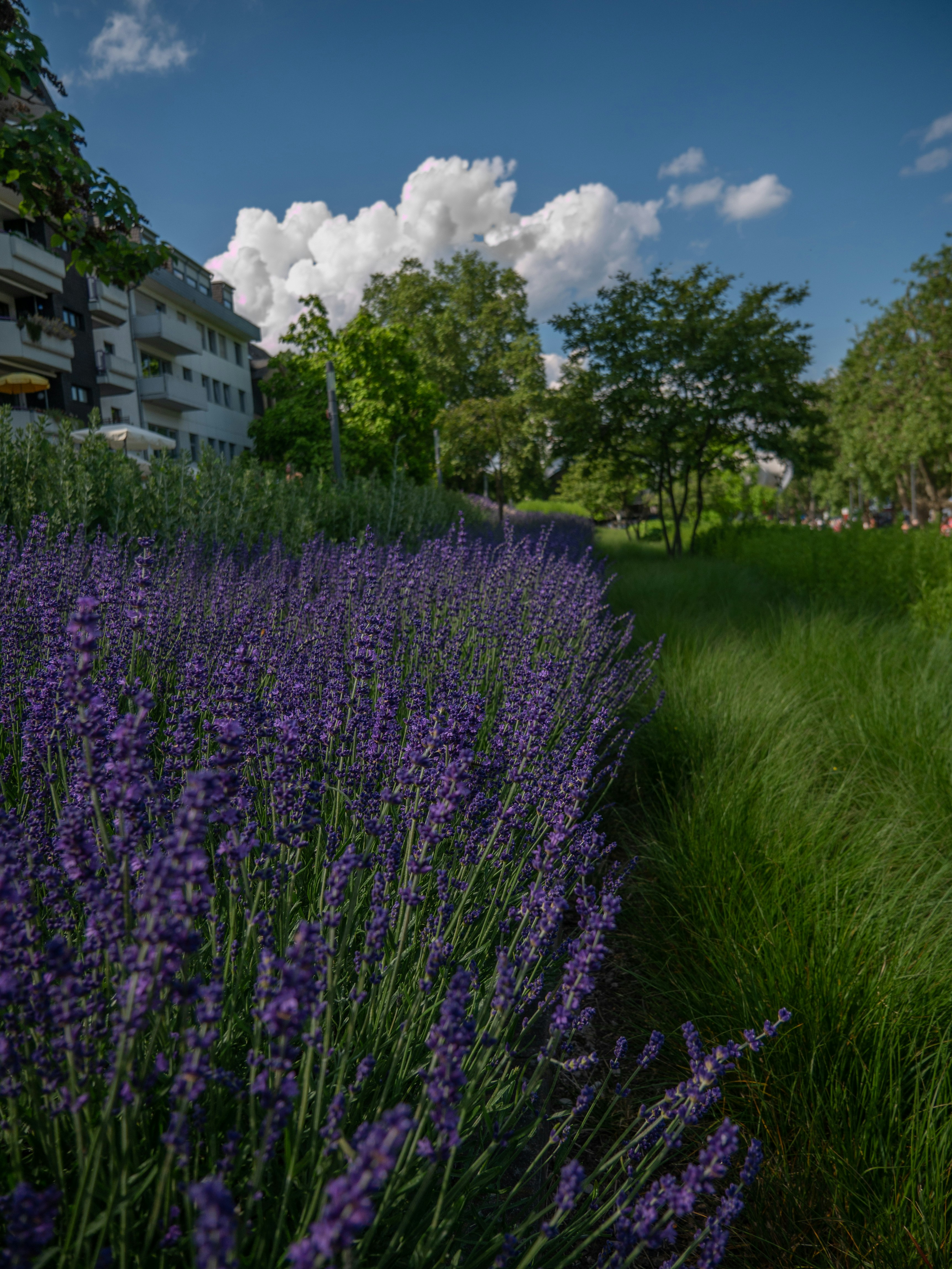 Lavender Row by the Modern Block