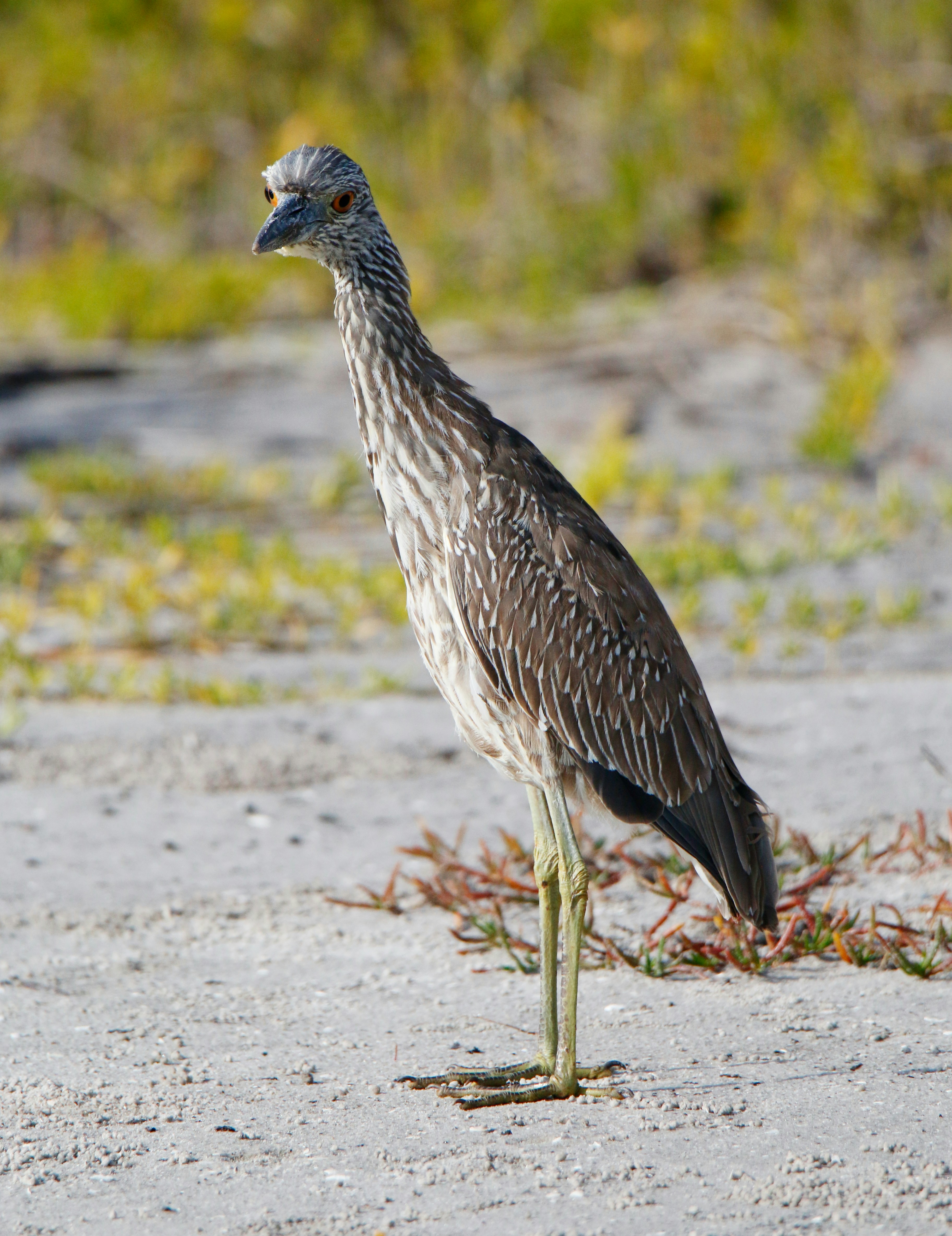 A bird standing on the ground photo – Free Palma sola Image on Unsplash