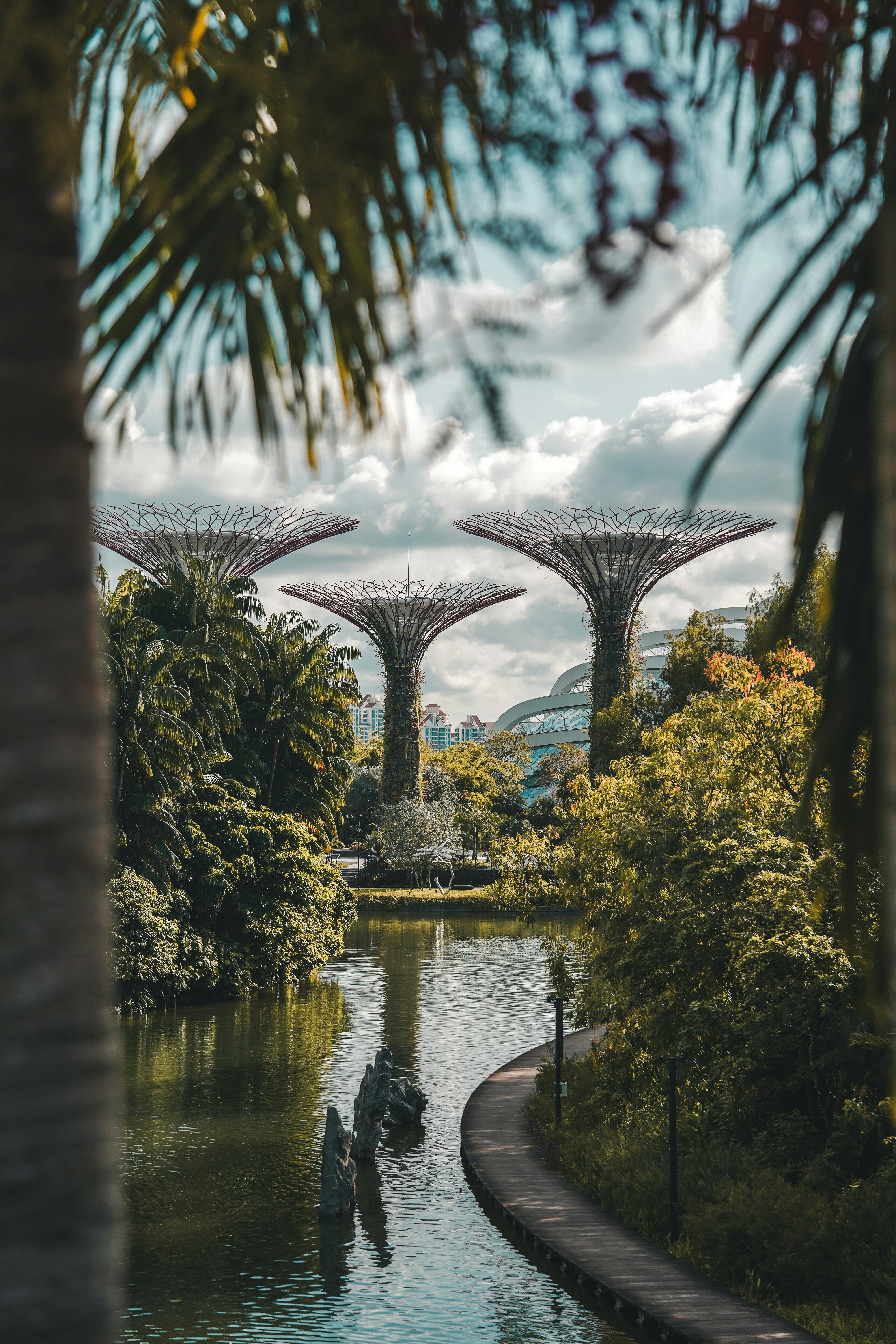 Urban Oasis Framed by Fronds: A Canal Path to the Supertrees