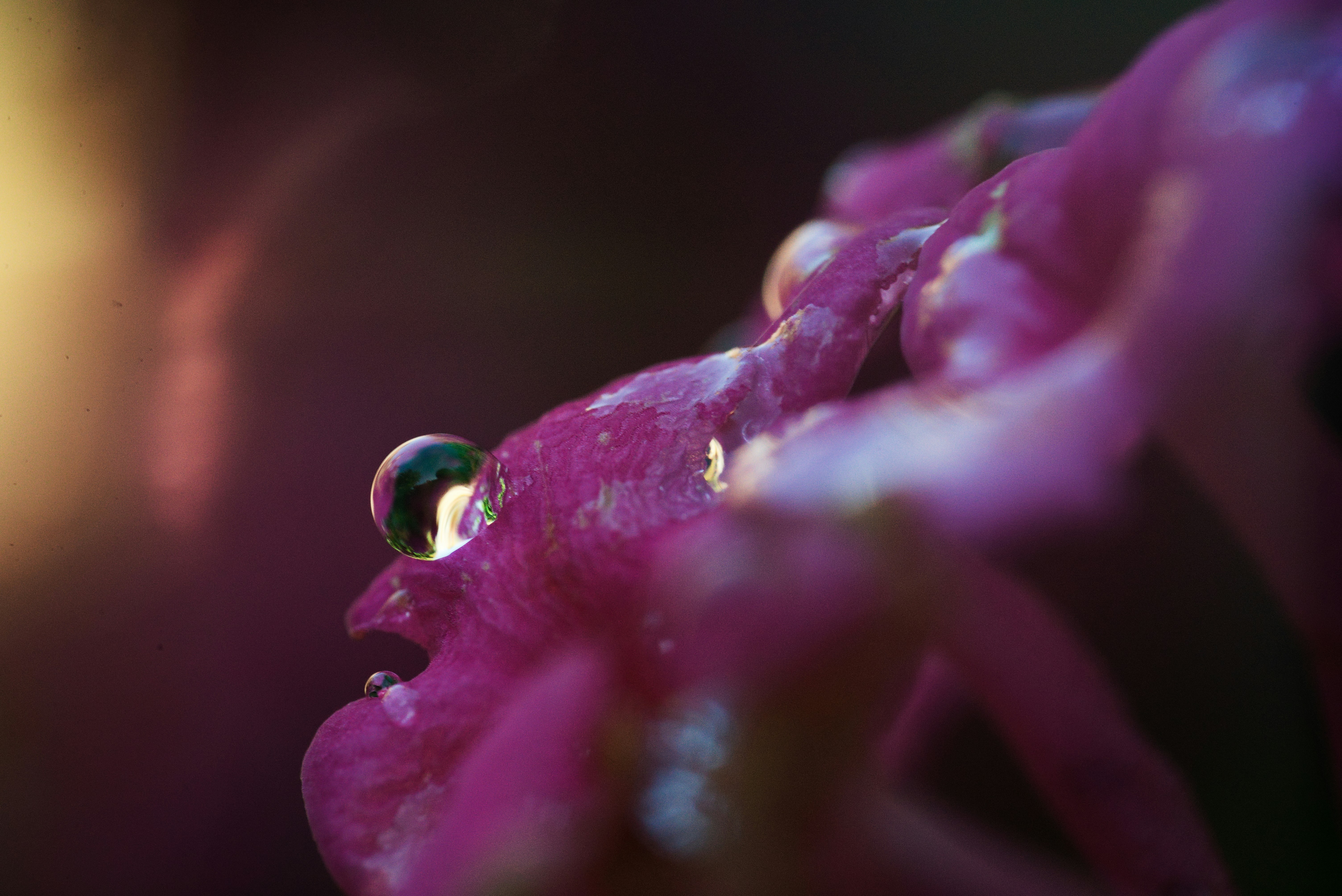 Whispers of Nature: A Droplet's Embrace