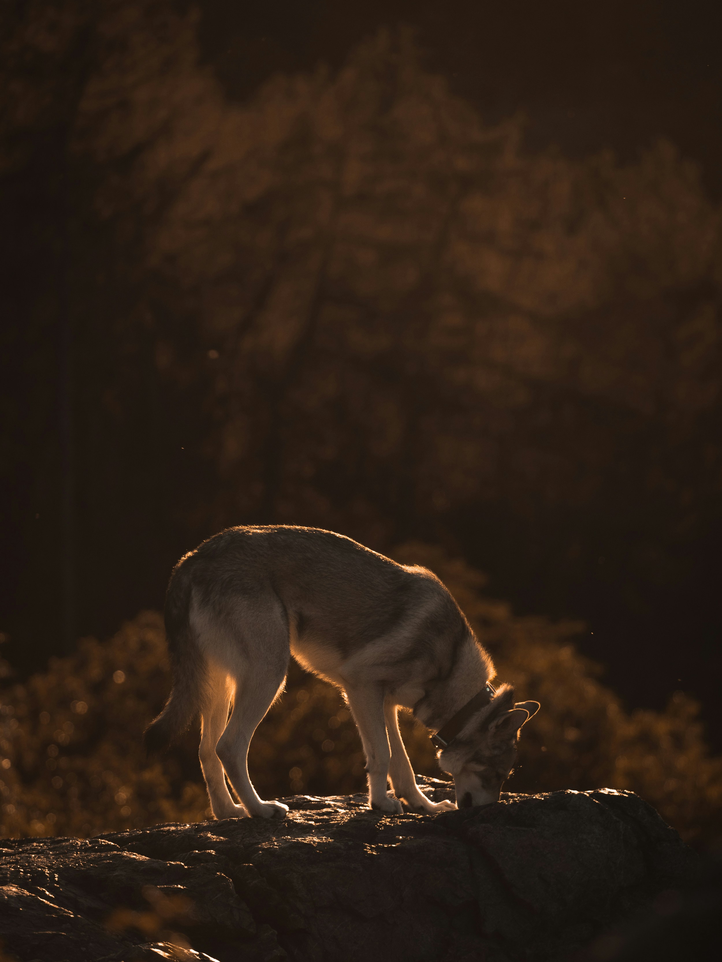 Wolfdow on rock at sunset