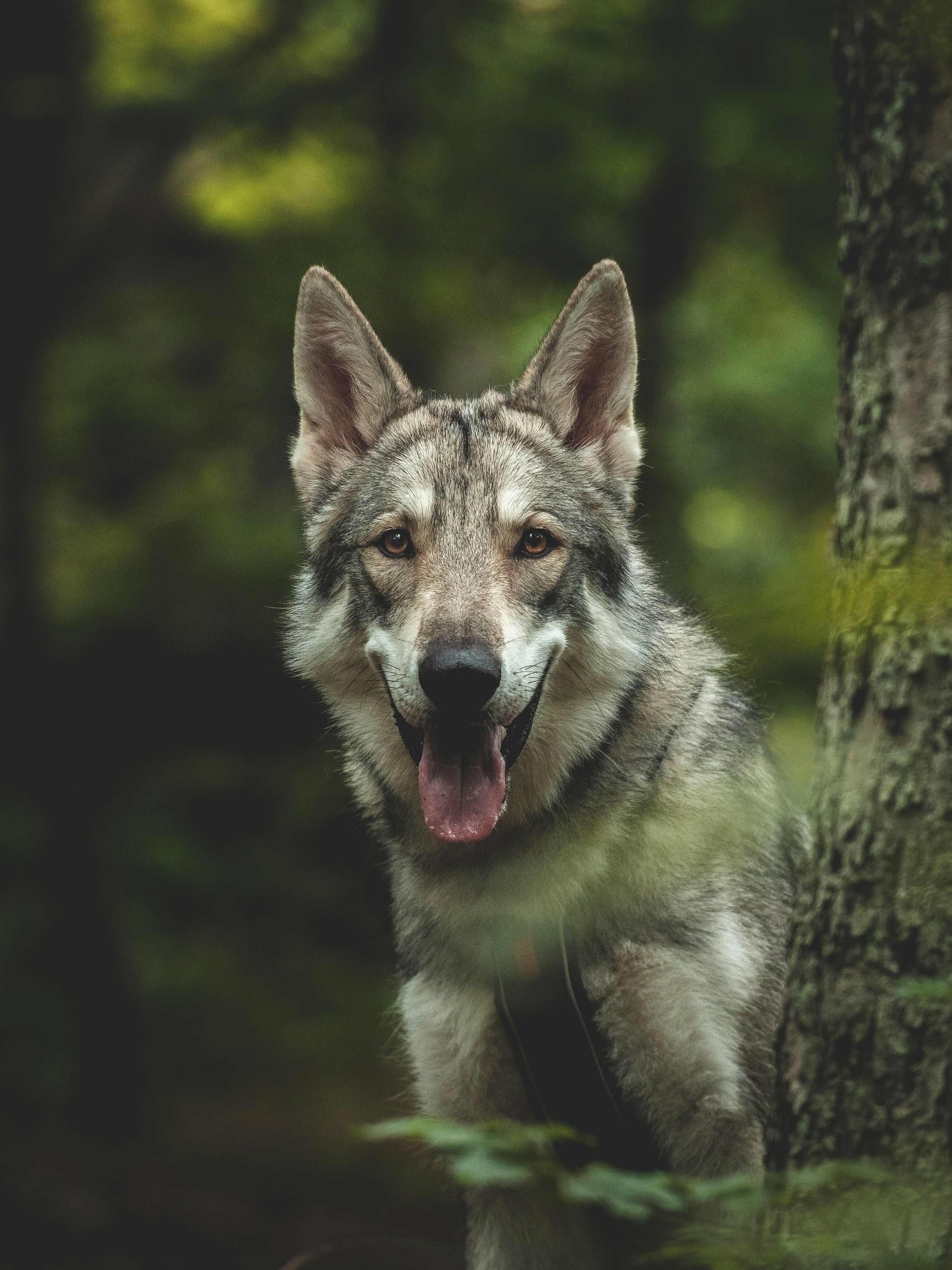 500+ Lone Wolf Pictures [HD] | Download Free Images on Unsplash
