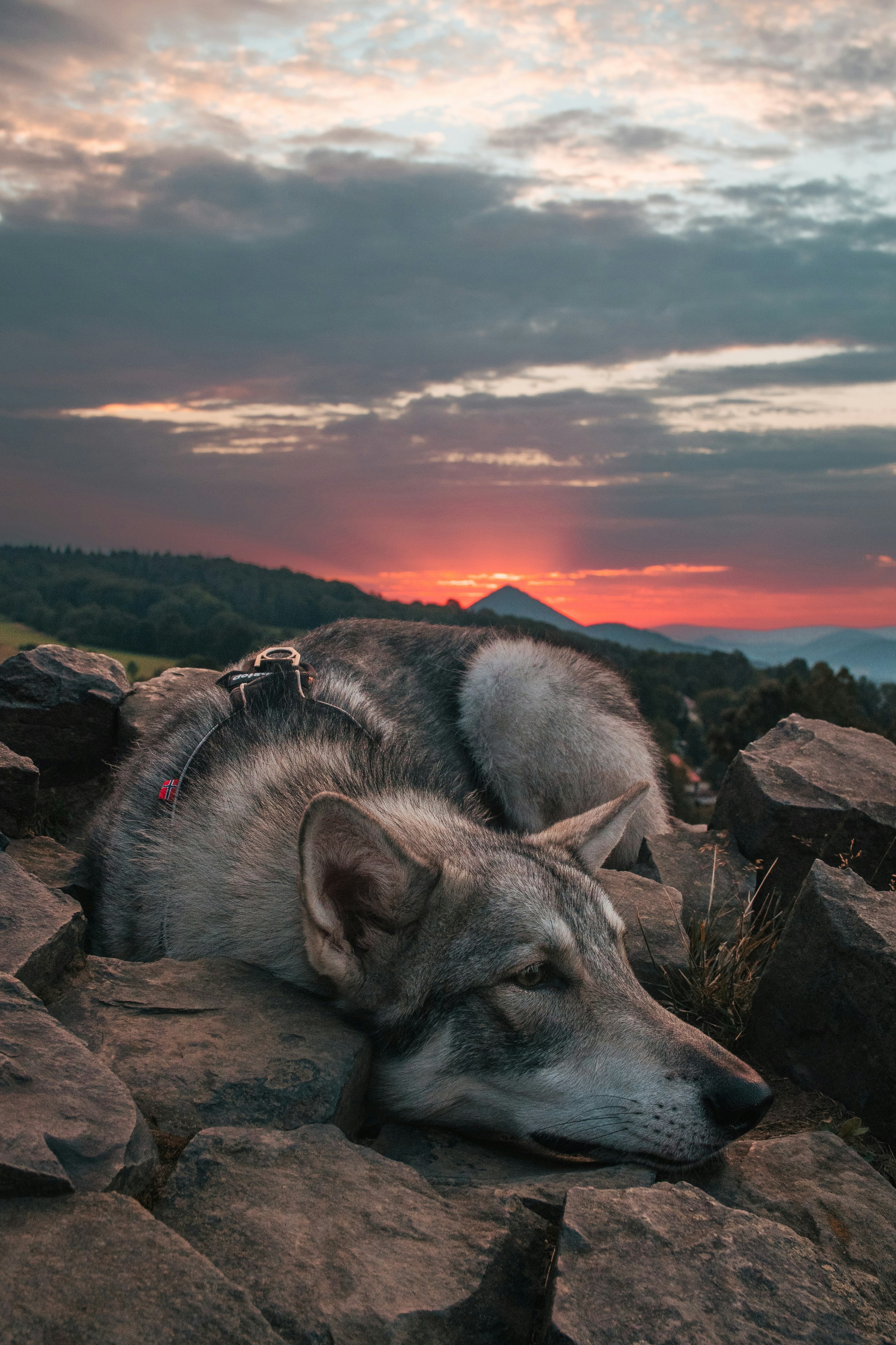 Husky on the Ridge: Sunset Rest Among Craggy Rocks