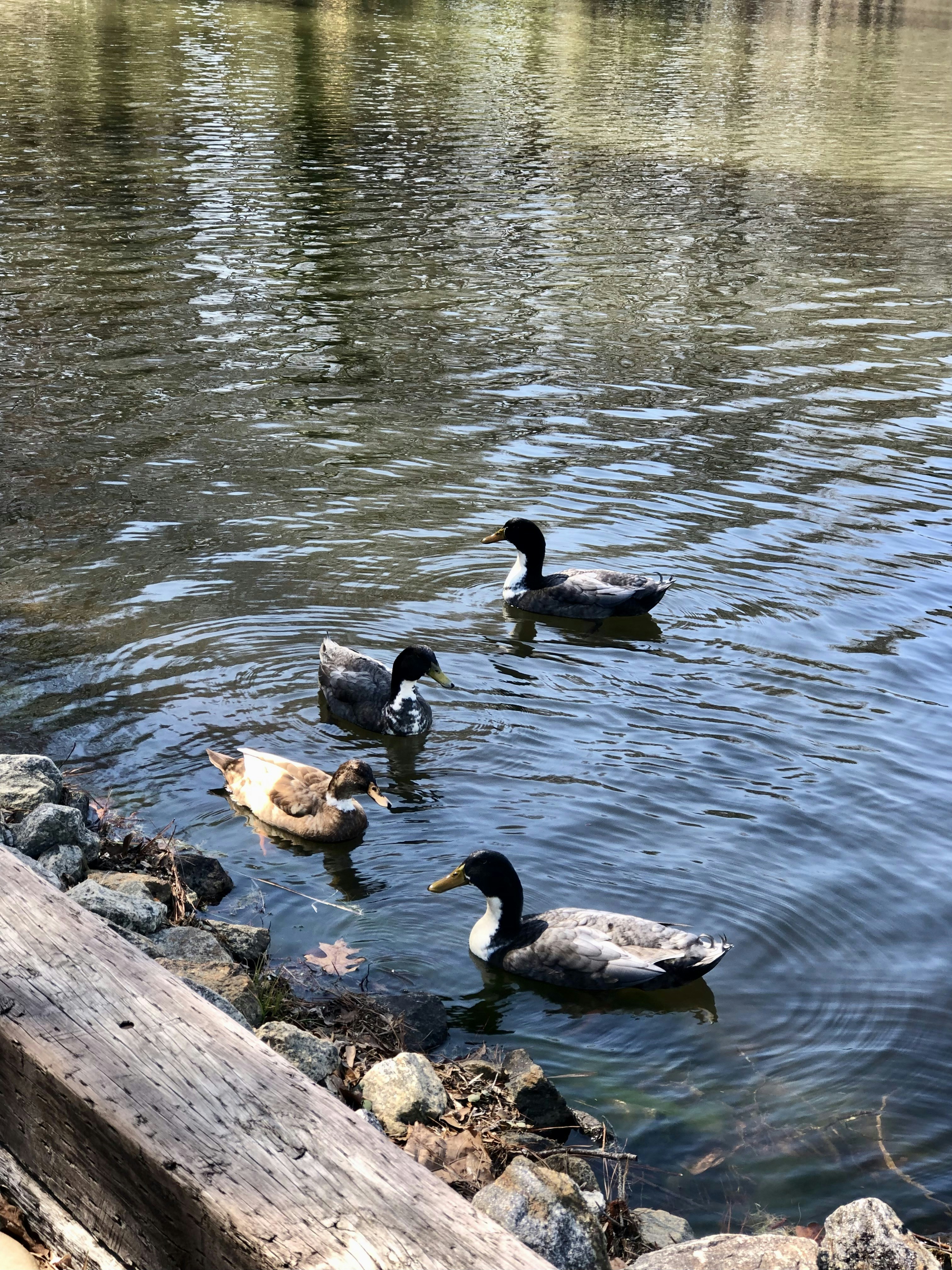 Four ducks glide gracefully across a tranquil pond, surrounded by smooth stones and a wooden edge.