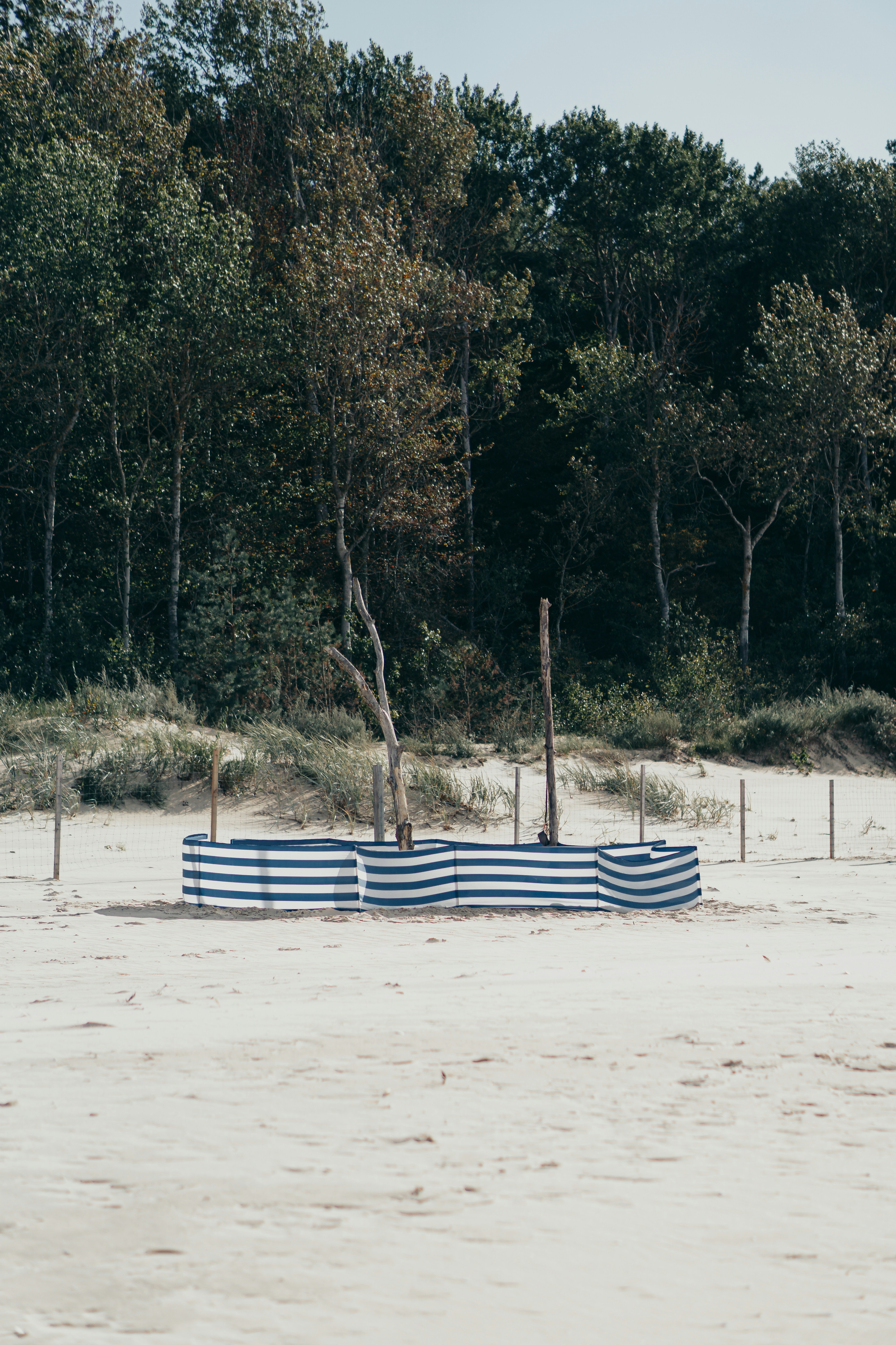 Blue-striped ring under sparse trees on a sunlit beach