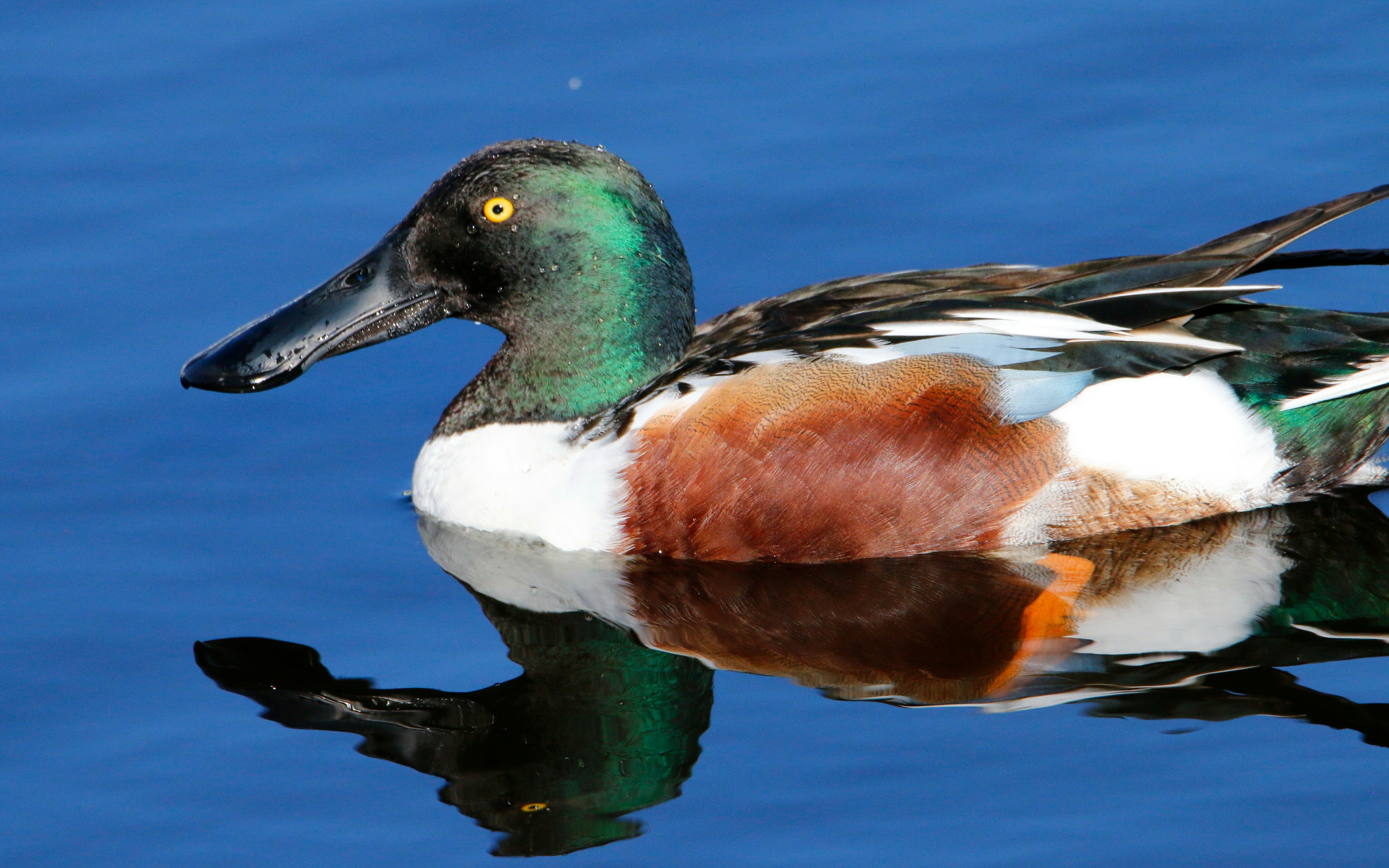 A duck swimming in water photo – Free Usa Image on Unsplash