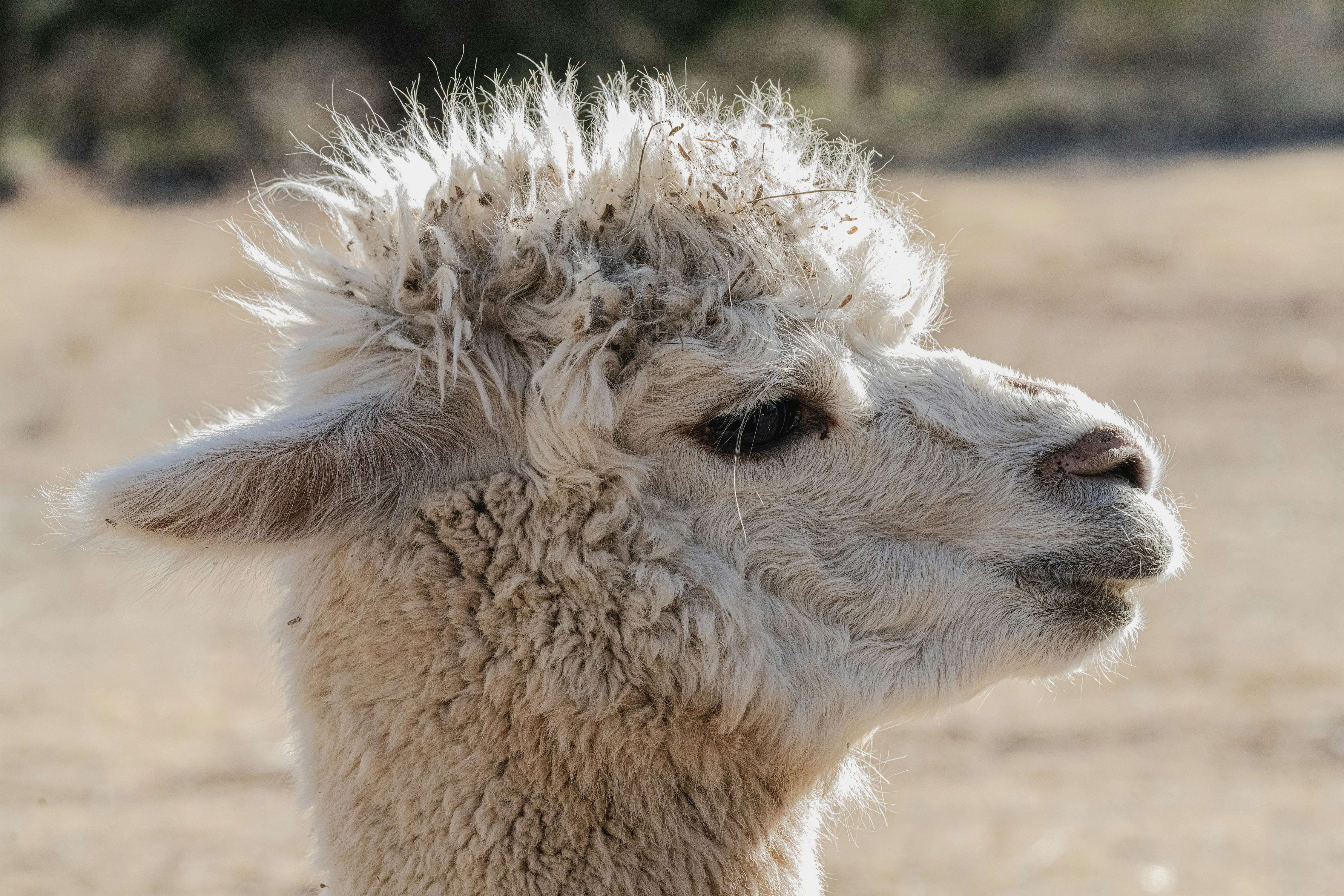 Foto Una llama blanca con una cola esponjosa – Imagen Llama gratis en ...