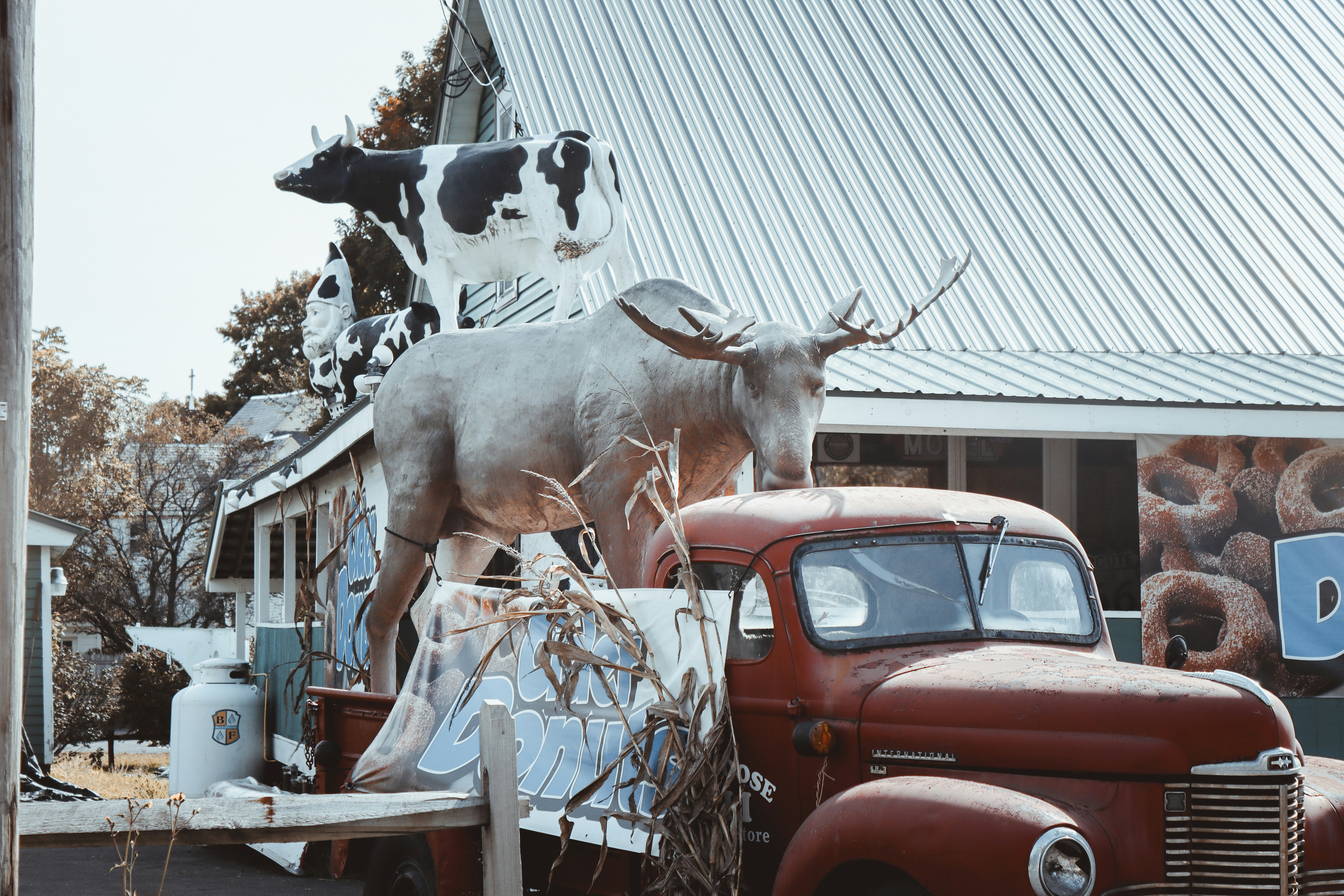 Rusty Red Truck Under a Cow Parade: A Farmyard Still Life