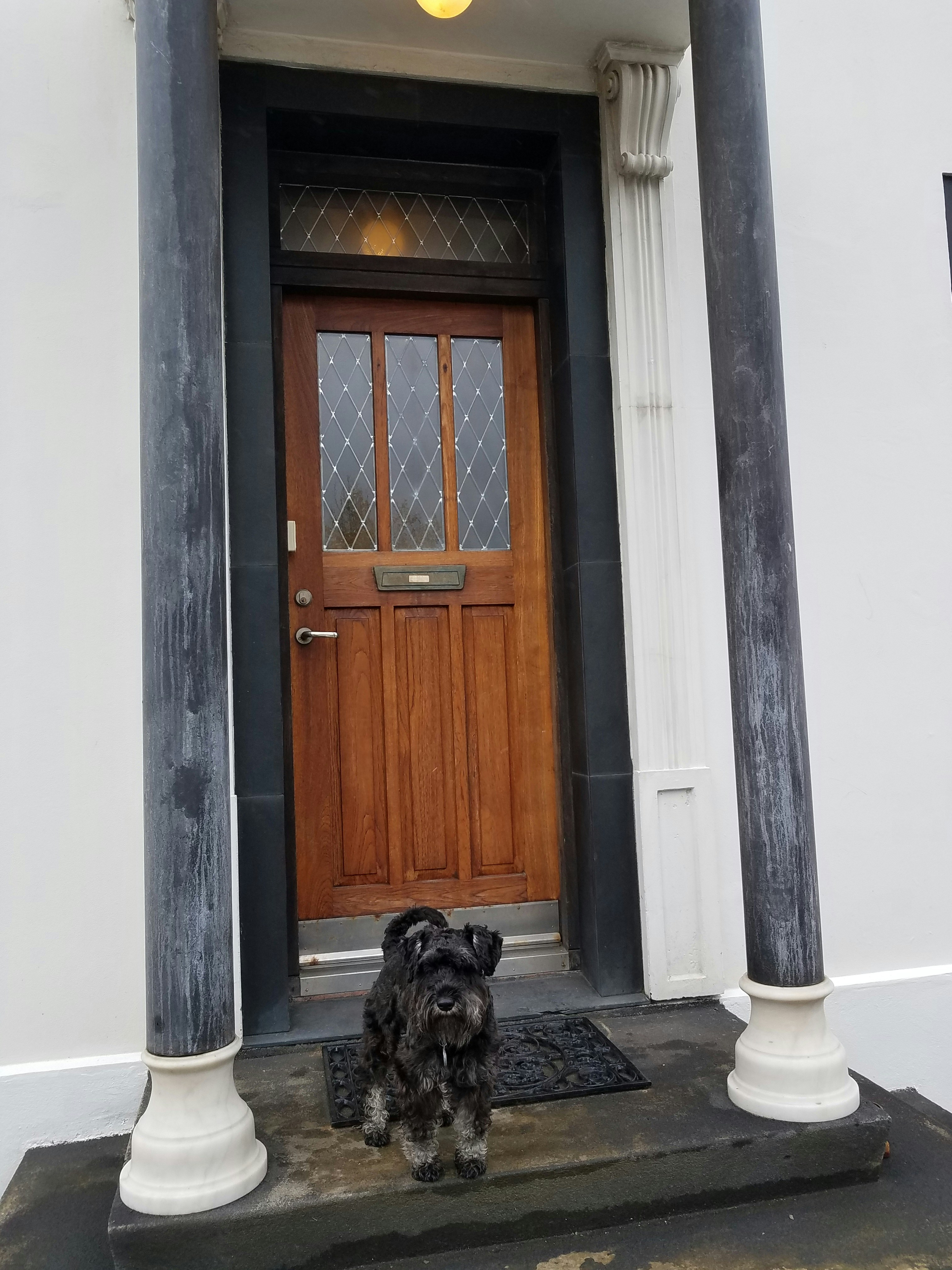 A scruffy dog sits patiently in front of a classic wooden door framed by elegant columns. The ambiance suggests a welcoming home.