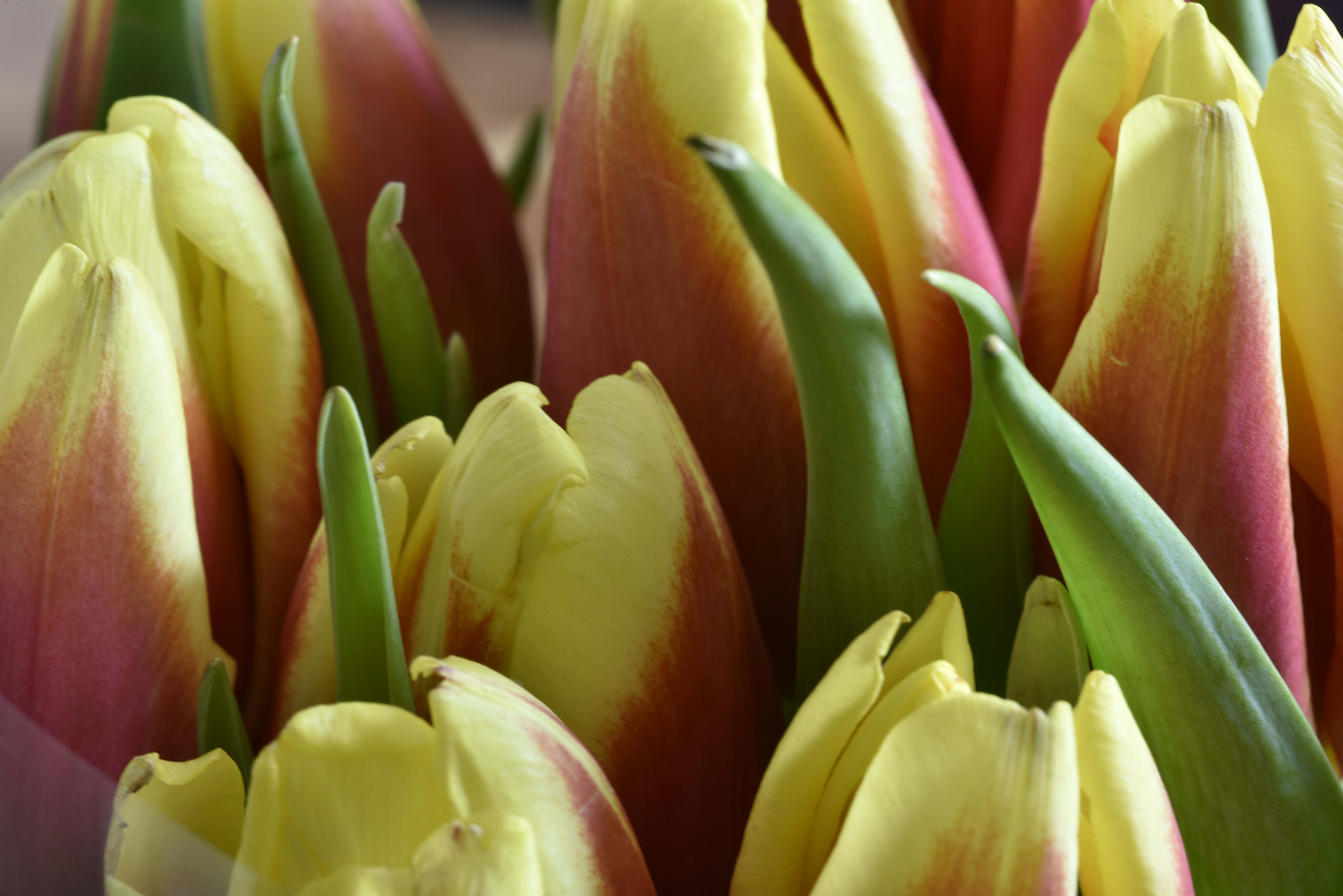 Photo by LAZAROS PAPAVERGOS with Nikon D750