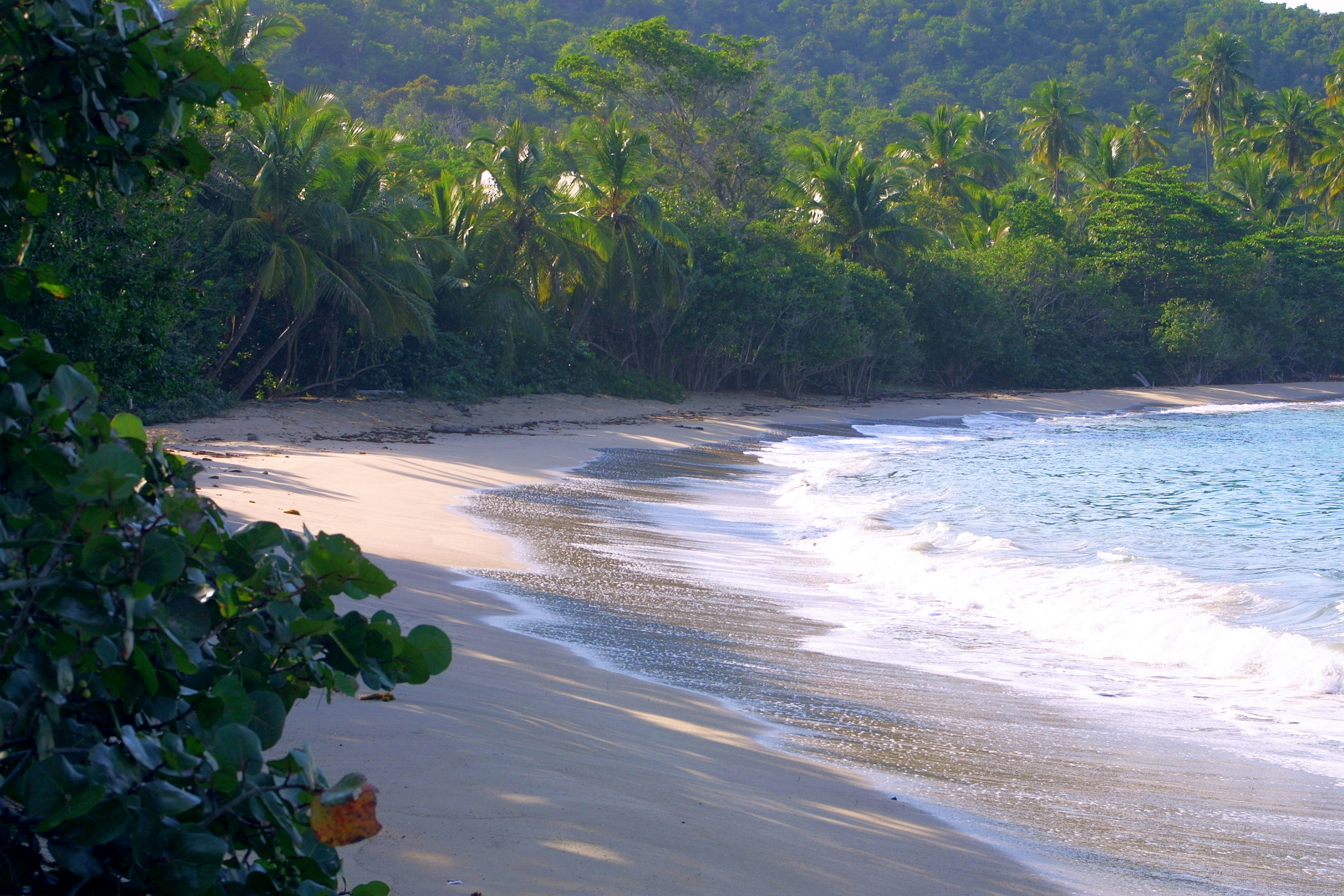 Shallow waves wash against a palm lined sandy beach.