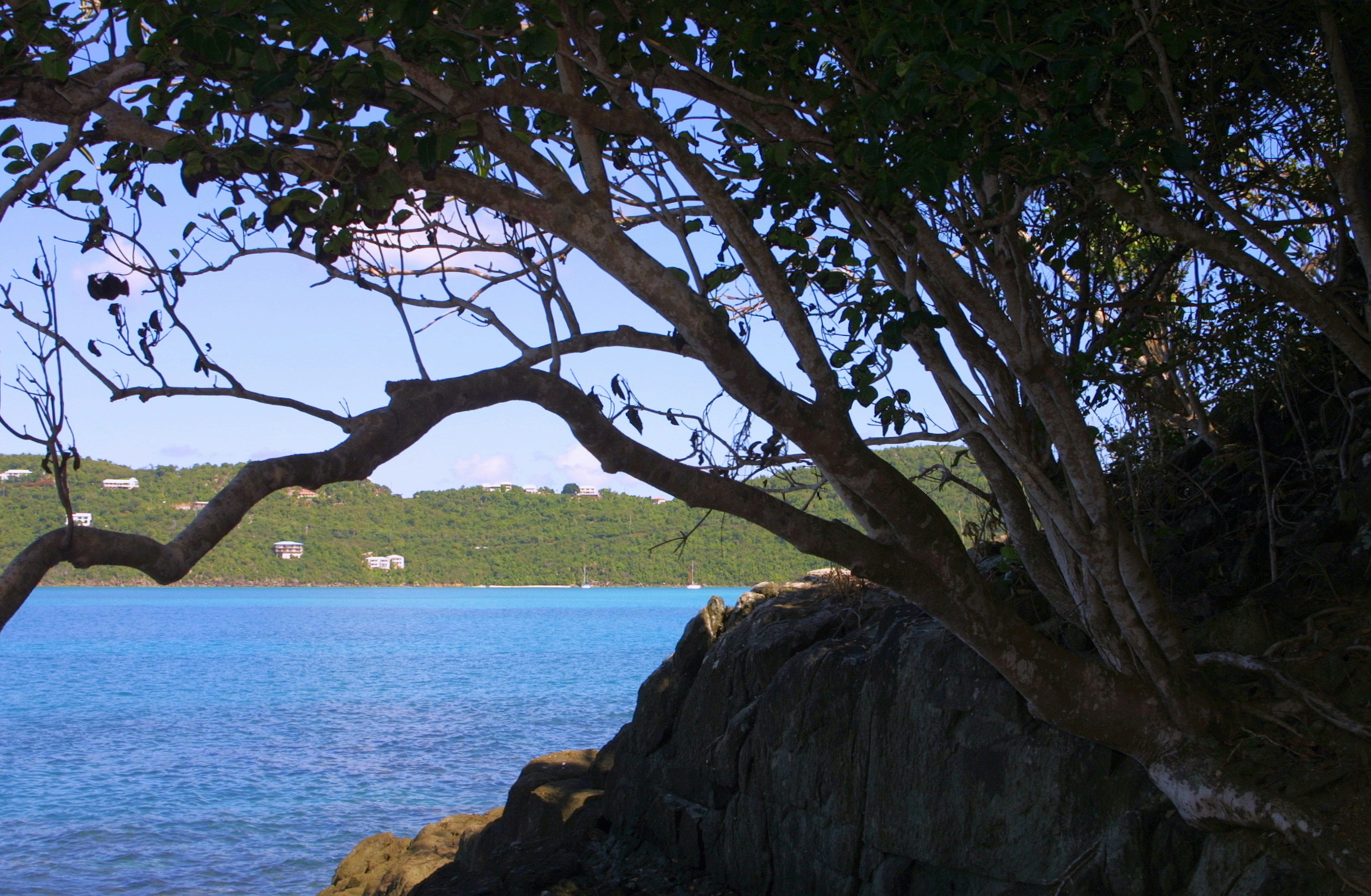 Sunlit Crest: A Quiet Seascape Framed by Tree Limbs