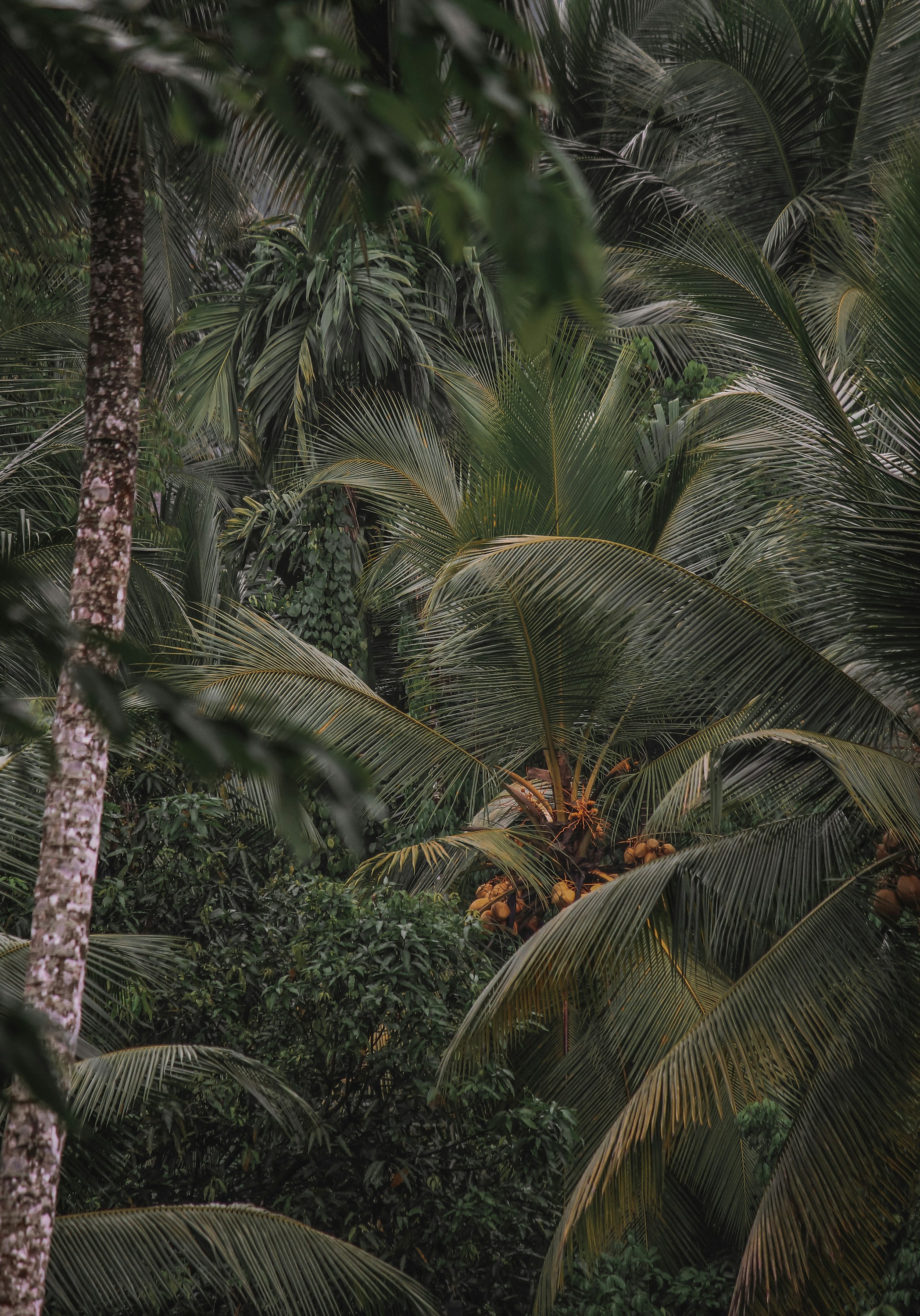 Tropical coconut groves