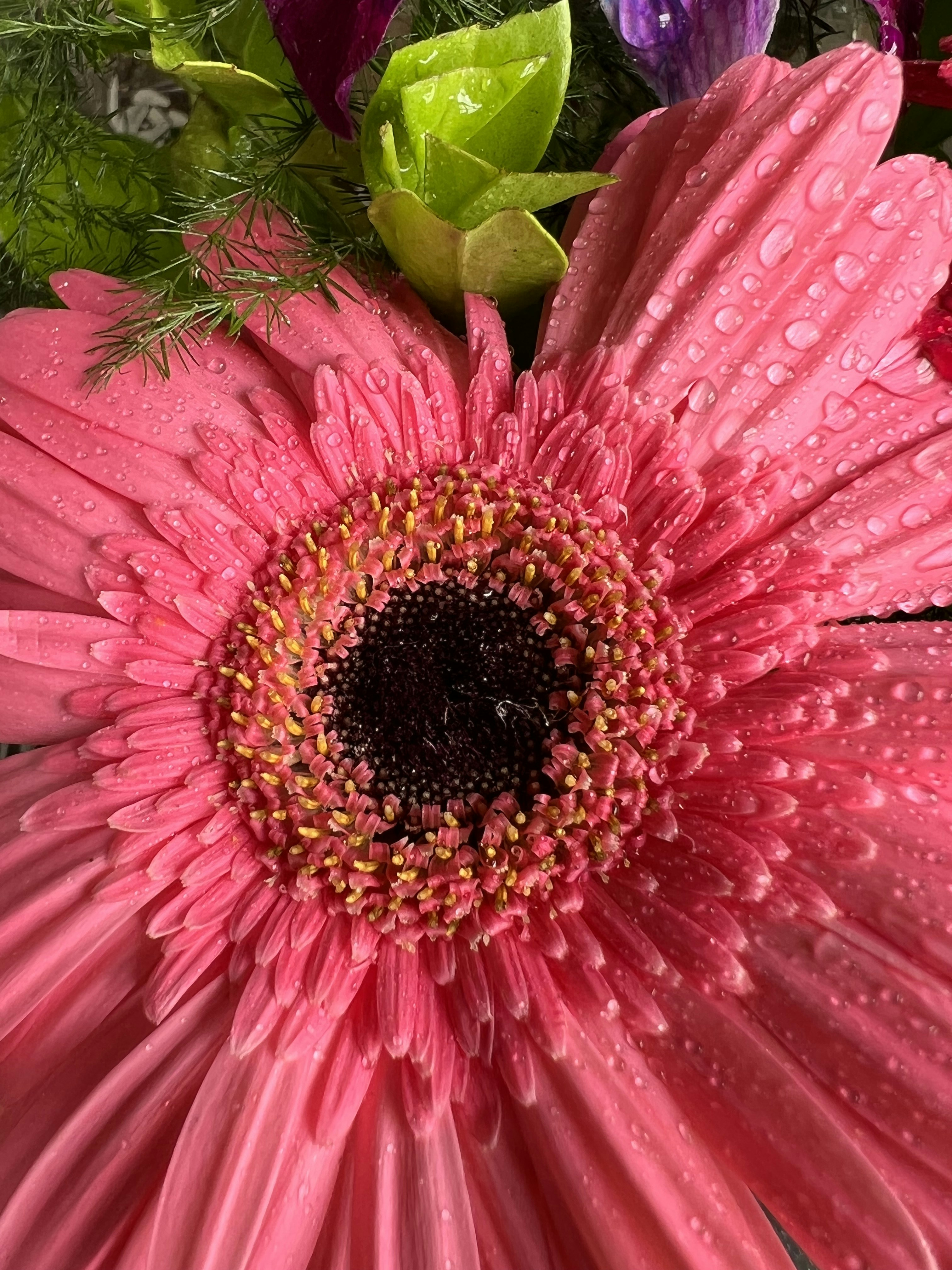 Dew-Kissed Pink Gerbera: Macro Portrait of Petal Texture and Dark Center