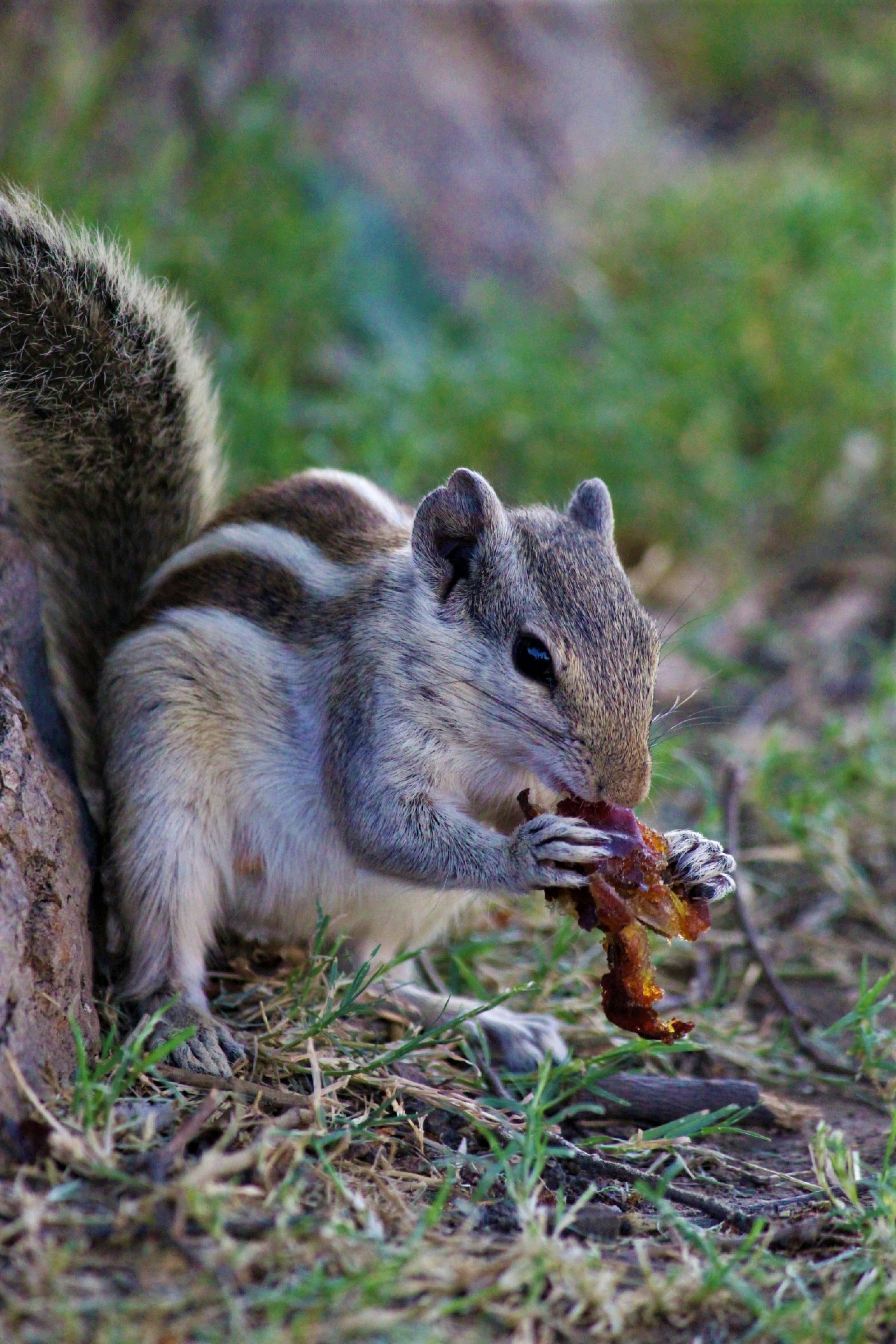 A squirrel eating a nut photo – Free Red fort Image on Unsplash