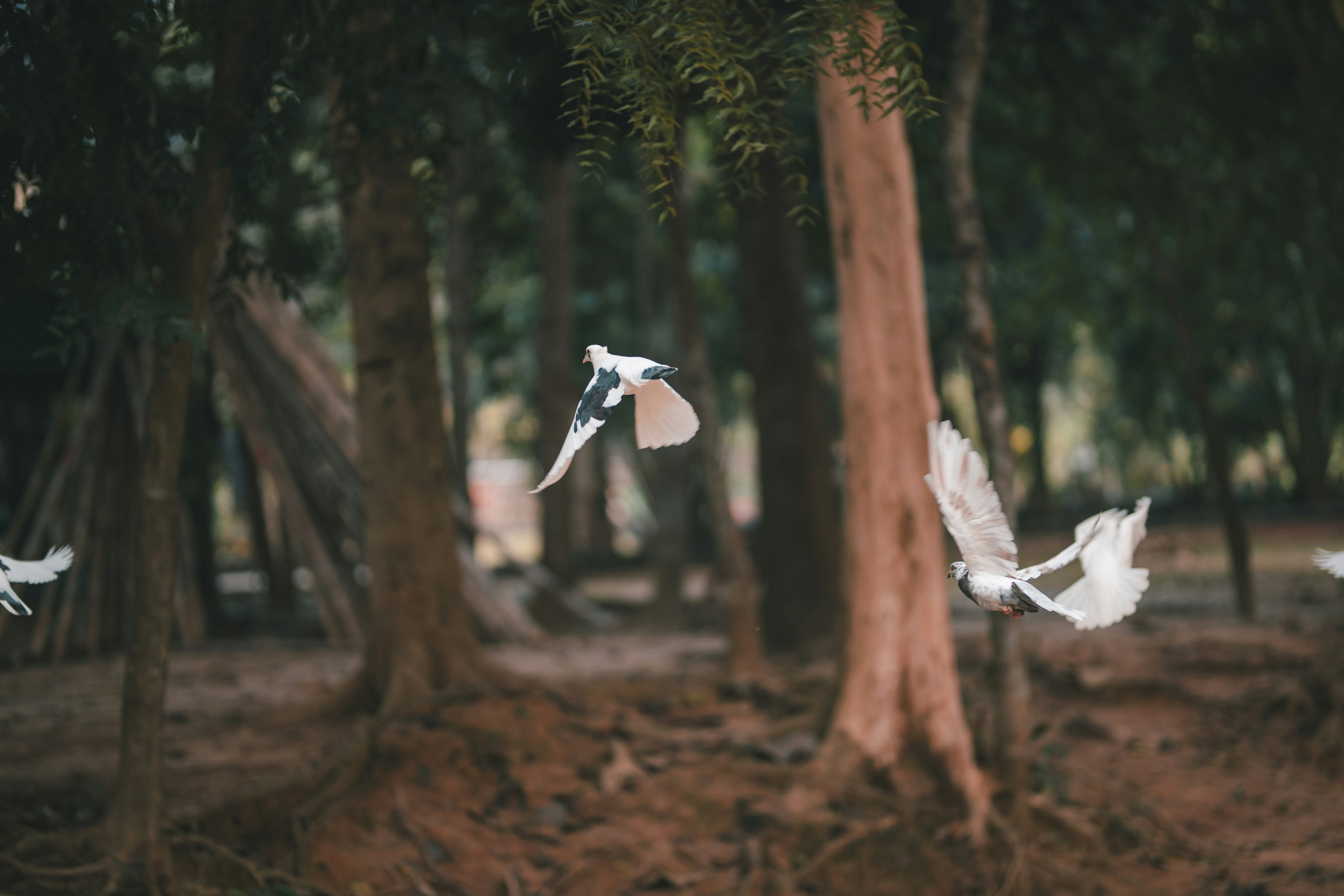 White Wings Over Quiet Pines: A Forest Flight
