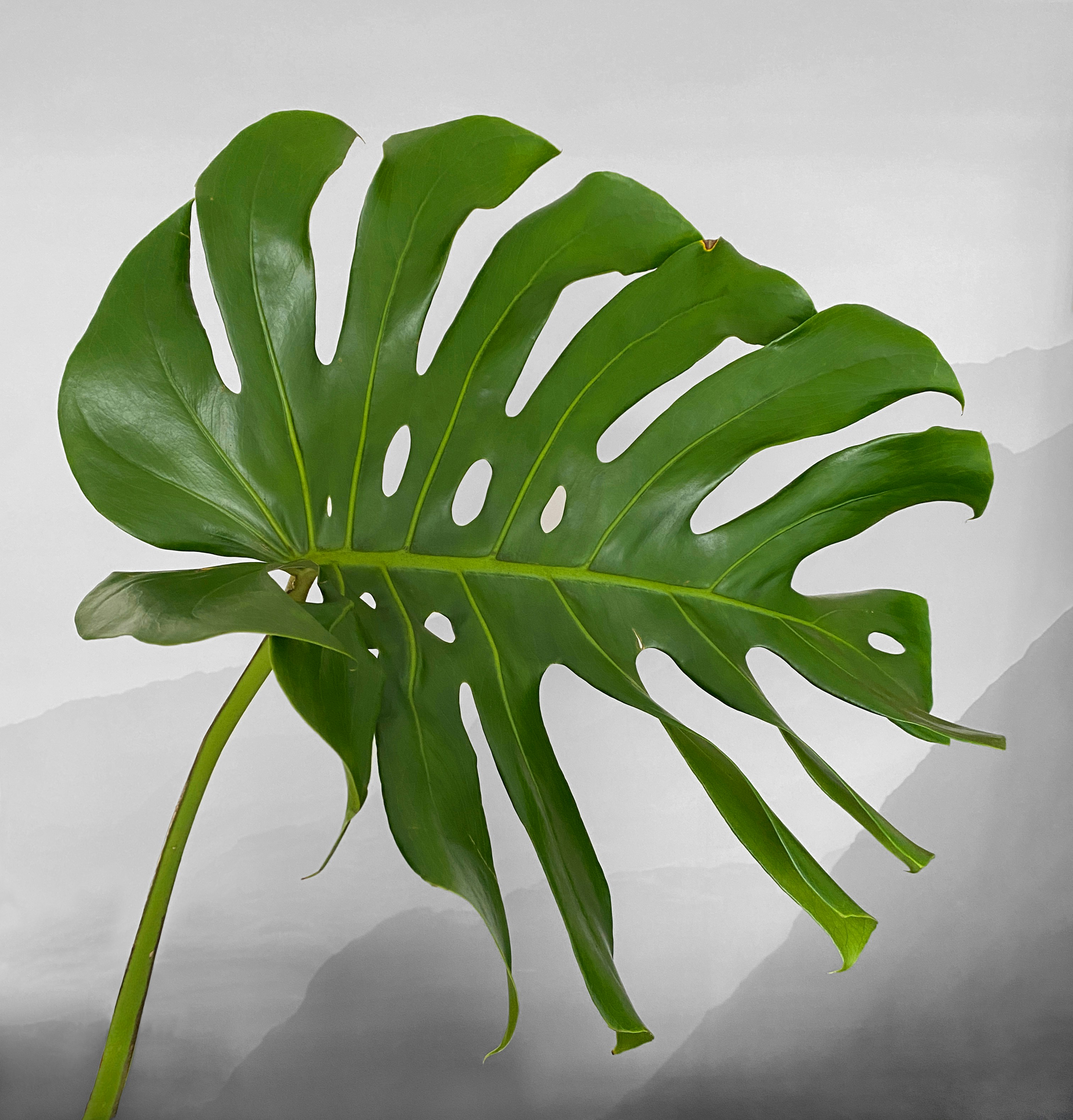 Nature's Intricate Design: The Monstera Leaf