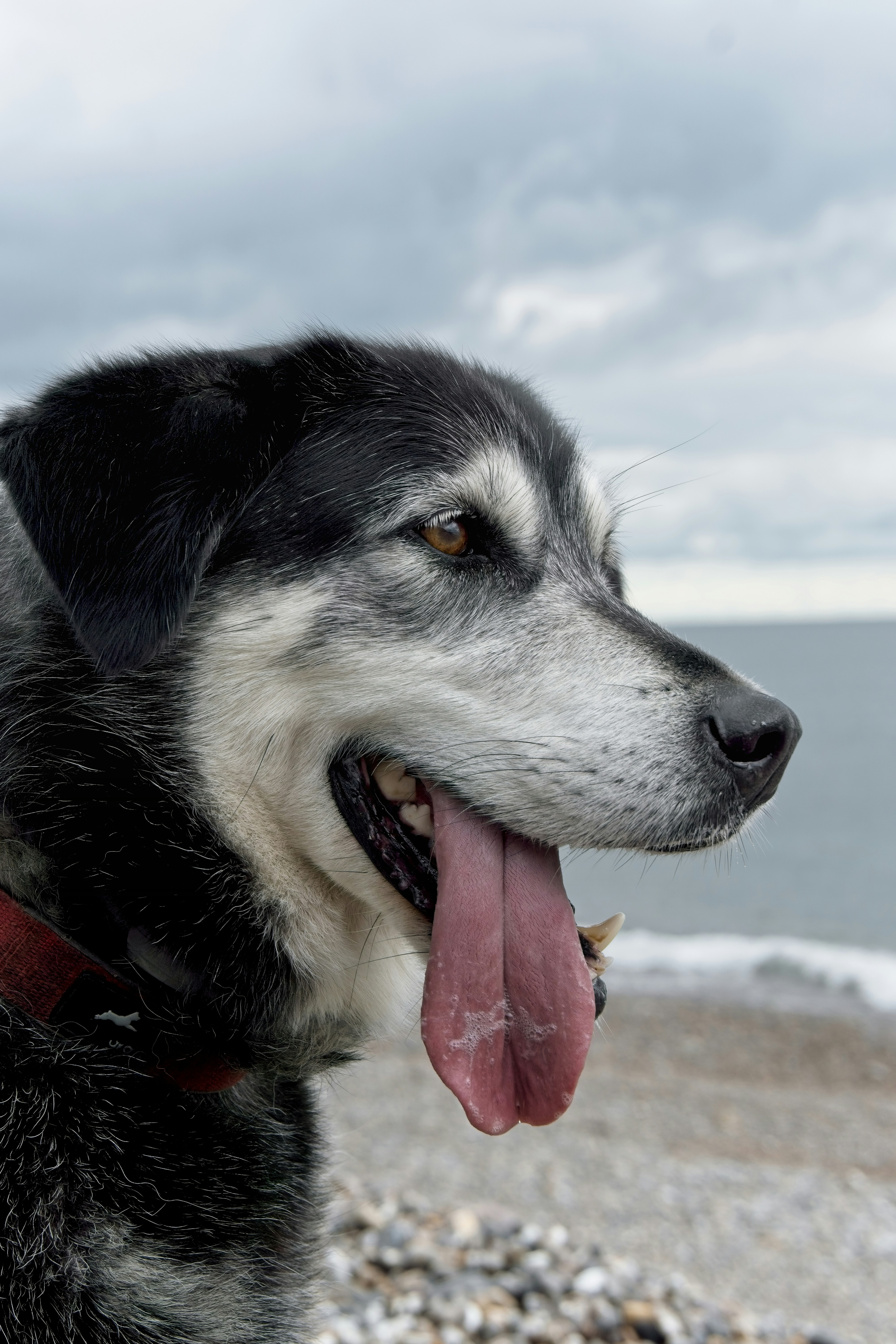 a dog with its tongue out