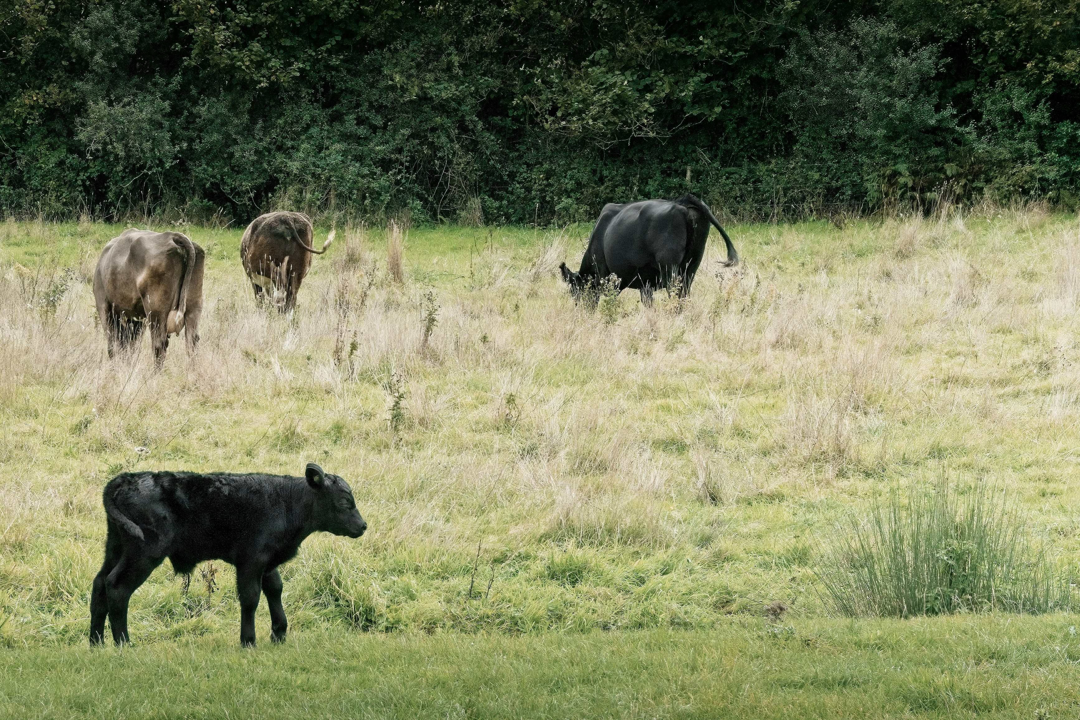 Foreground Black Cow Anchors a Quiet Pasture as Other Cattle Graze by the Treeline