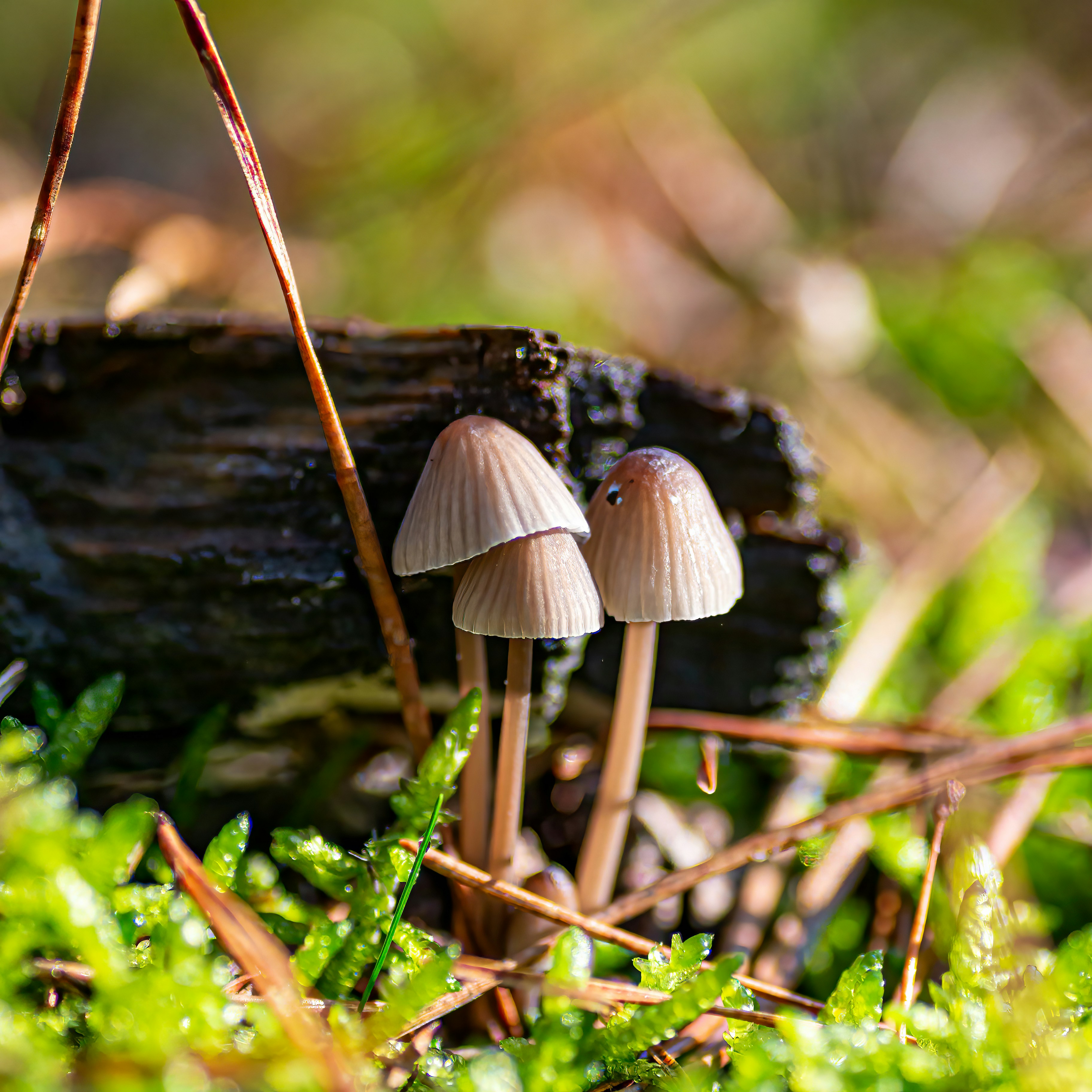 Un groupe de champignons poussant dans l’herbe photo – Image gratuite ...