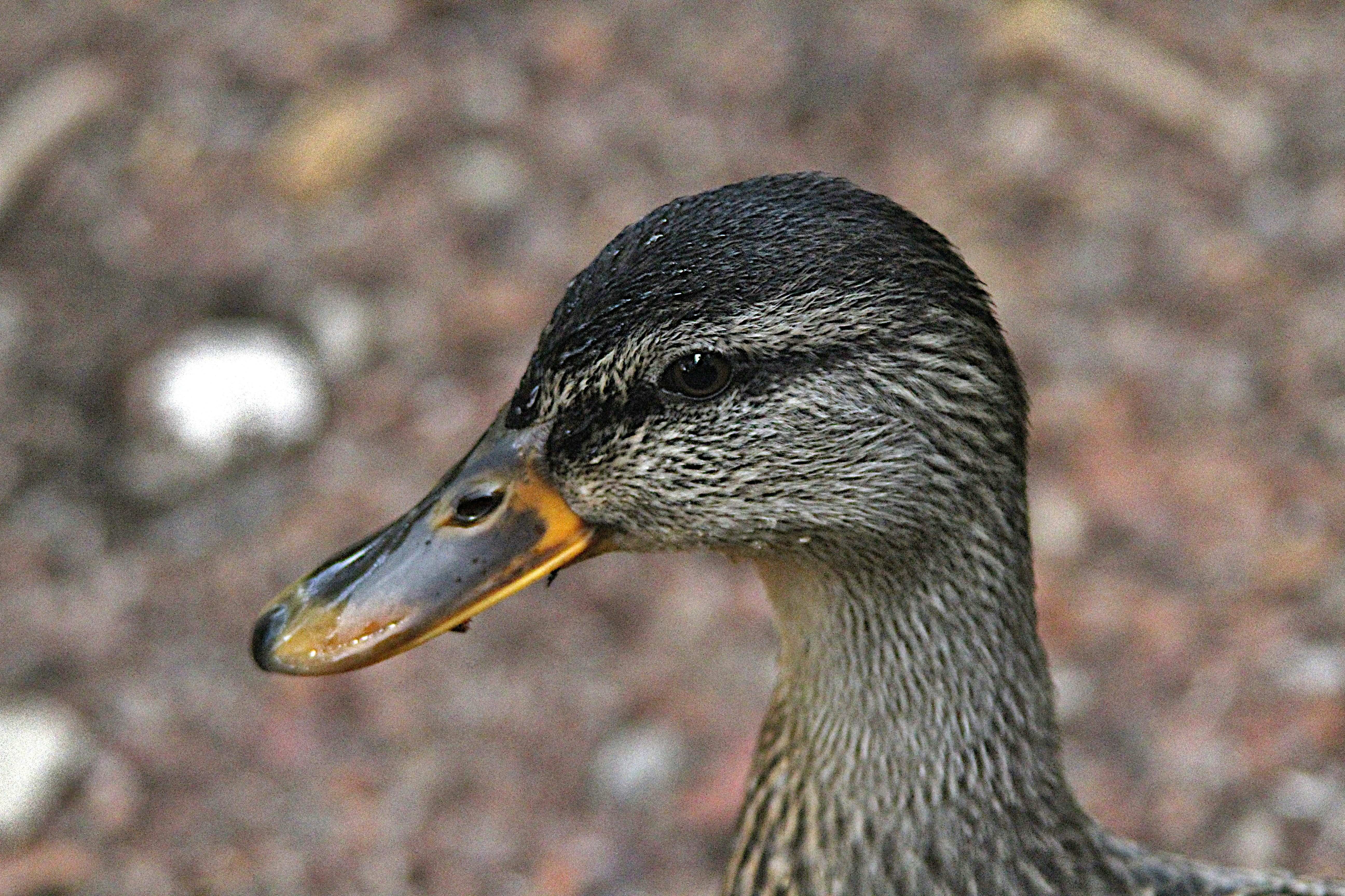 Ducks and other Animals in Plitvice Lakes National Park are used to meet tourists so they don't show much fear. Croatia, August 2022