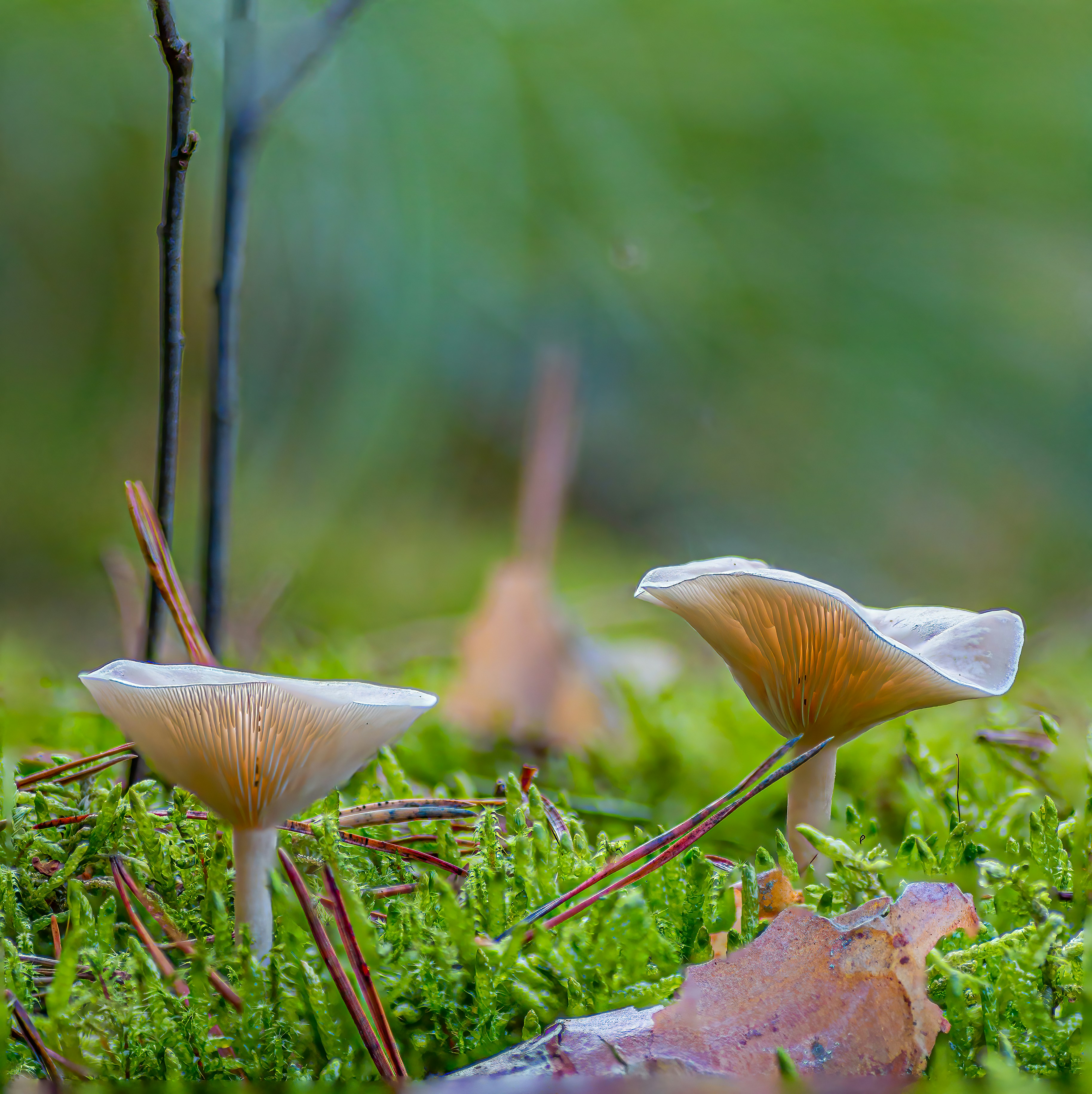 Emerald Stage: A pair of delicate mushrooms rising from moss