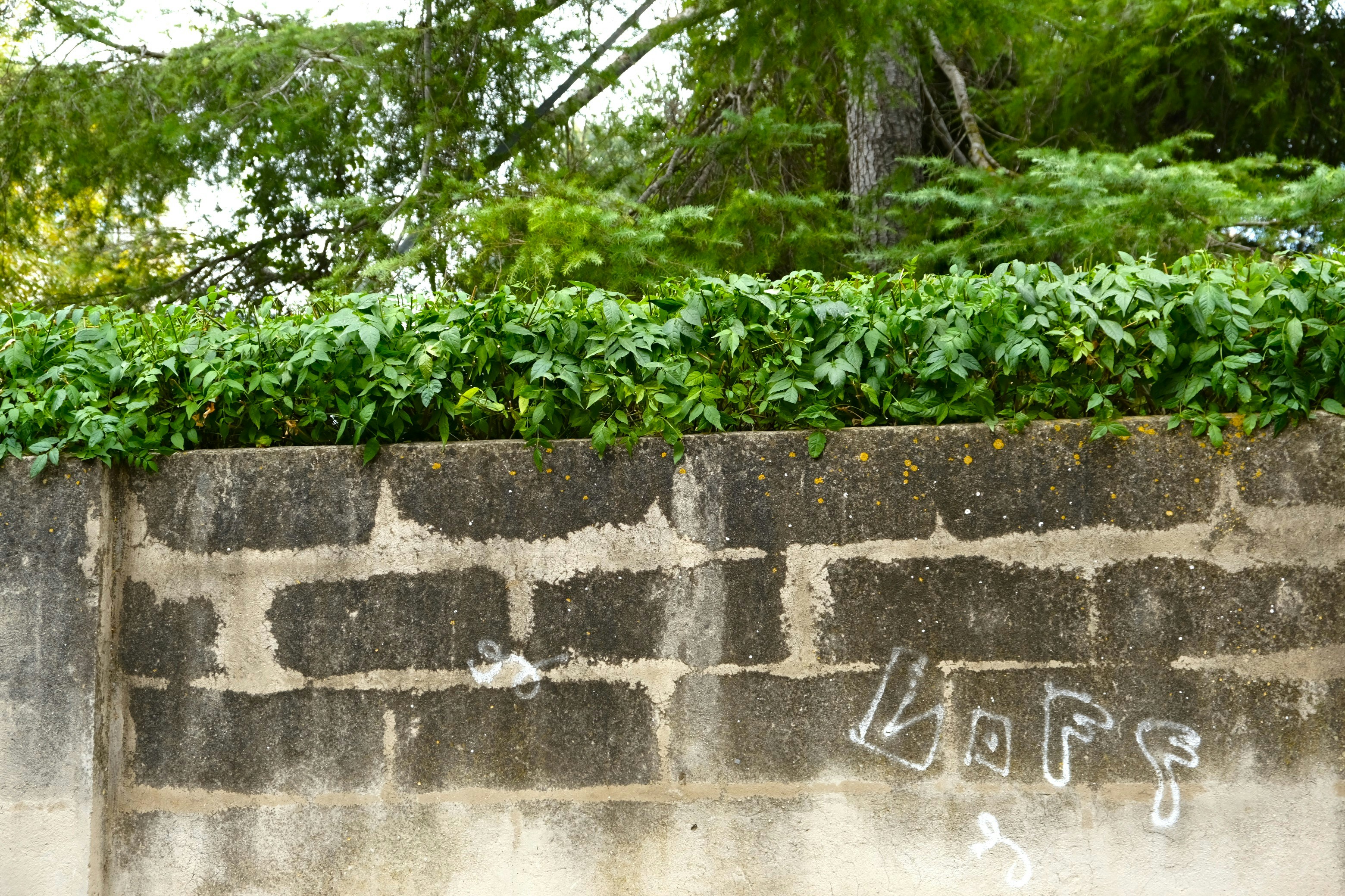 Graffiti Whisper on a Weathered Wall Beneath a Green Canopy