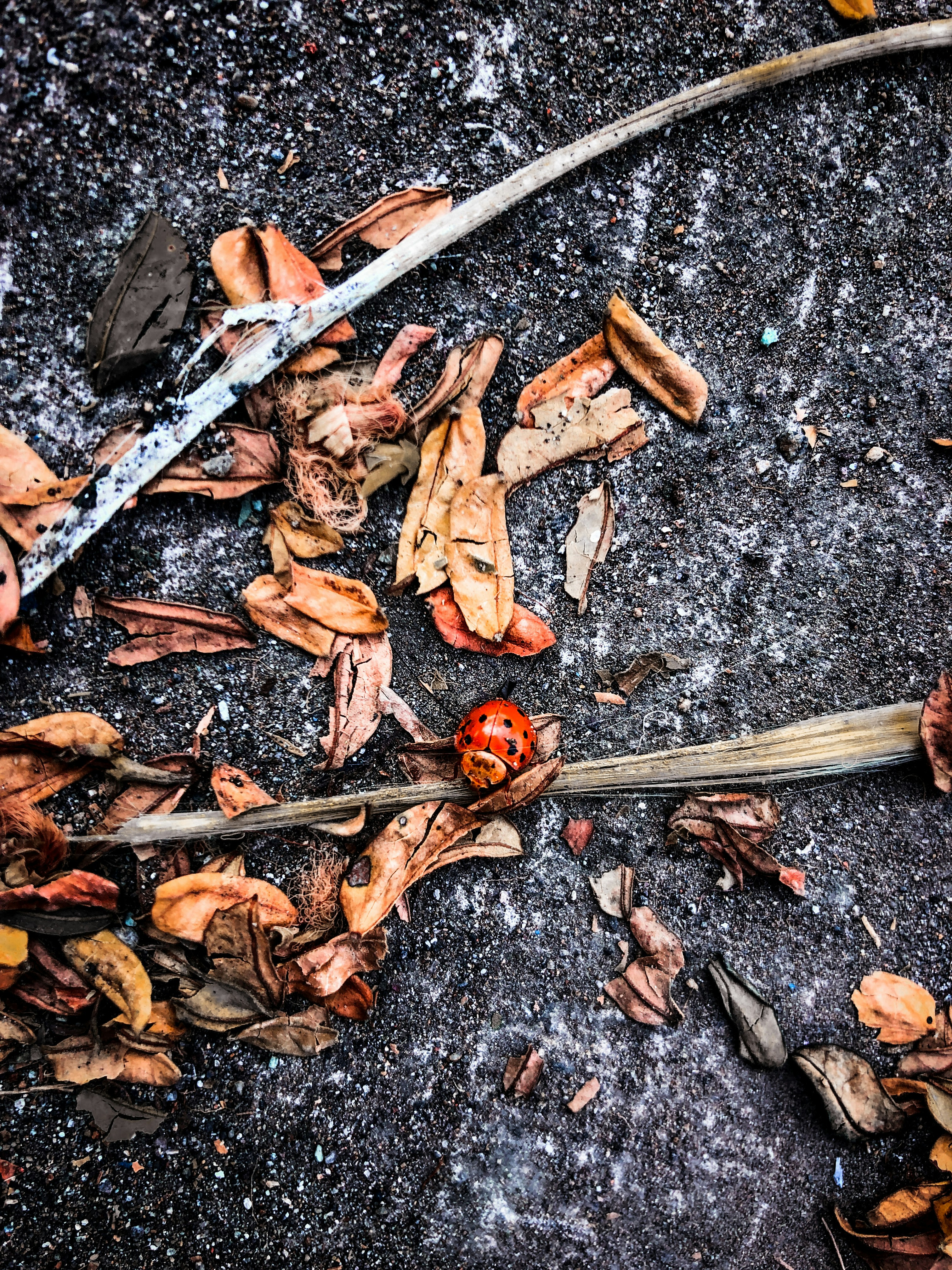 Photo by Arvin Ham with Apple iPhone X