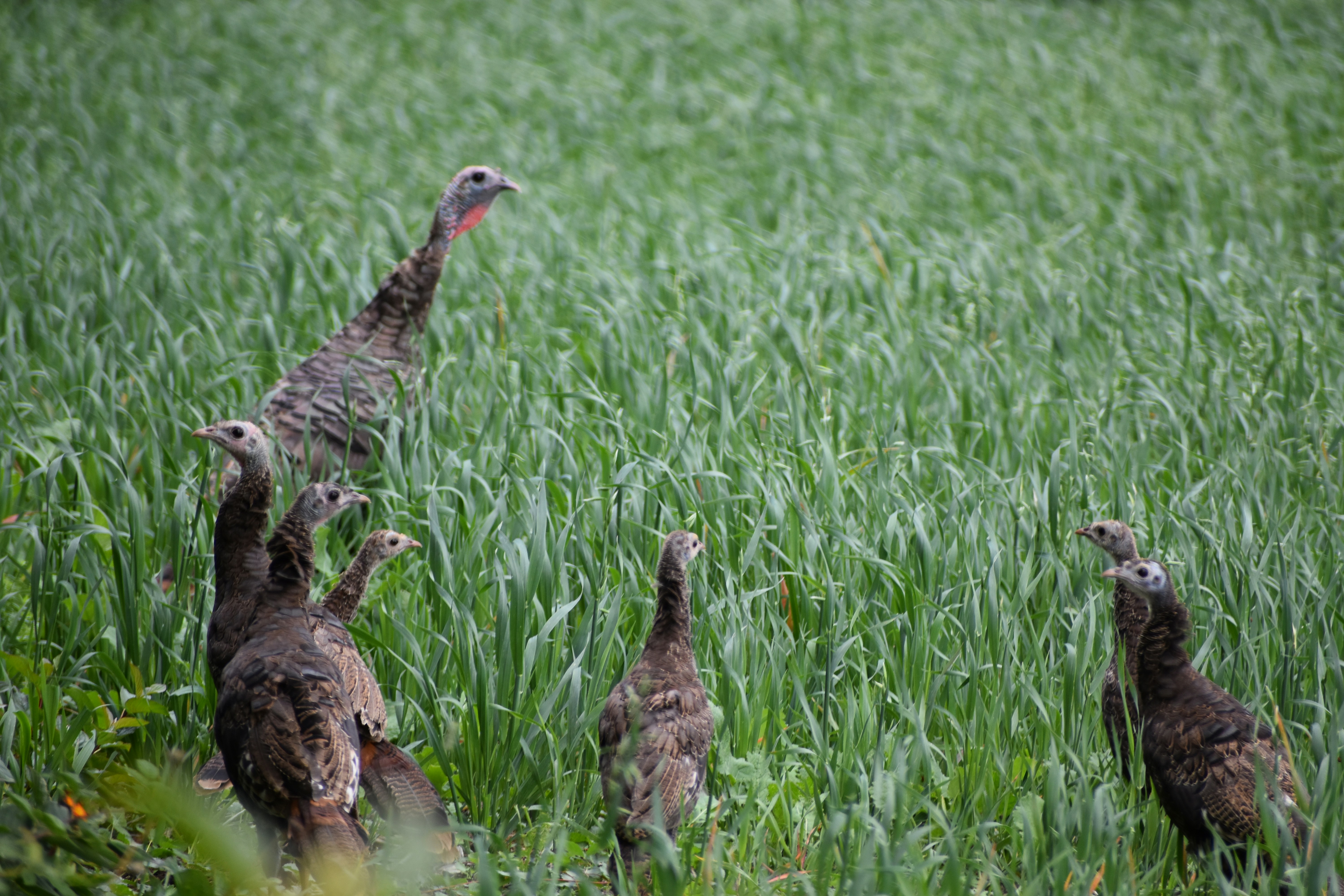 A group of turkeys in a grassy field photo – Free Canada Image on Unsplash