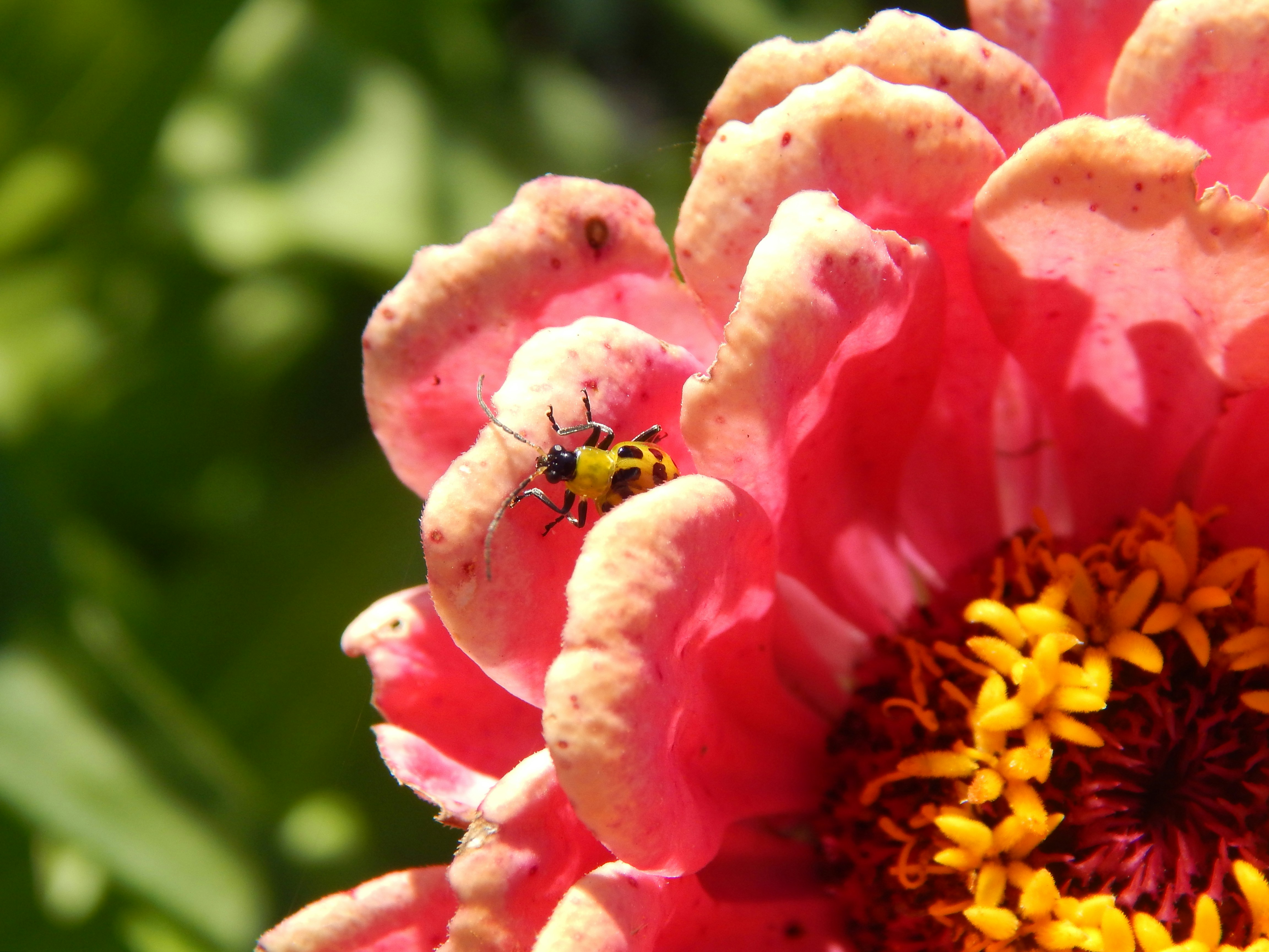 Mignon Bug Photos | Télécharger des images gratuites sur Unsplash