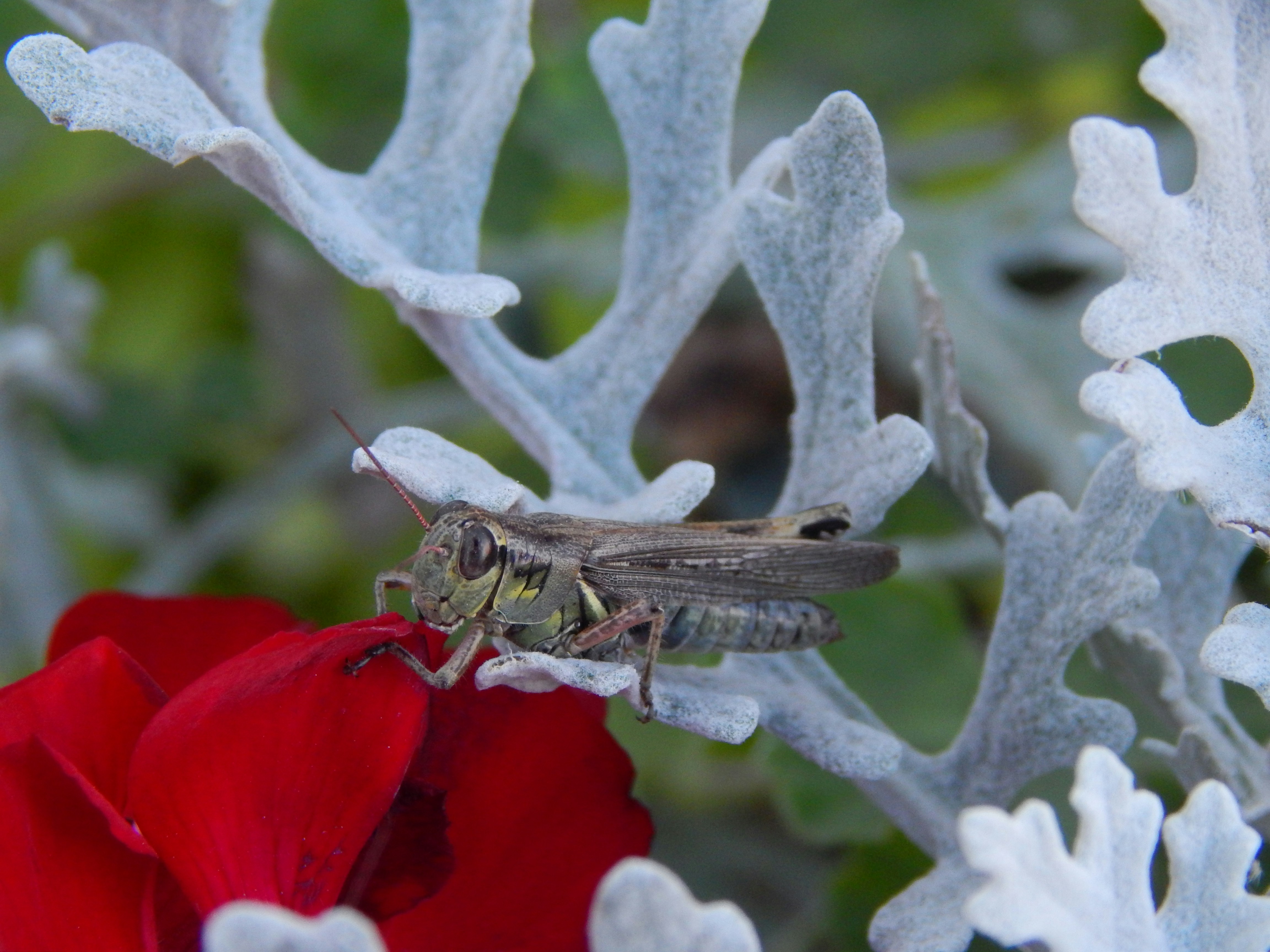 Red Petal Rendezvous: a Grasshopper Stoically Perched