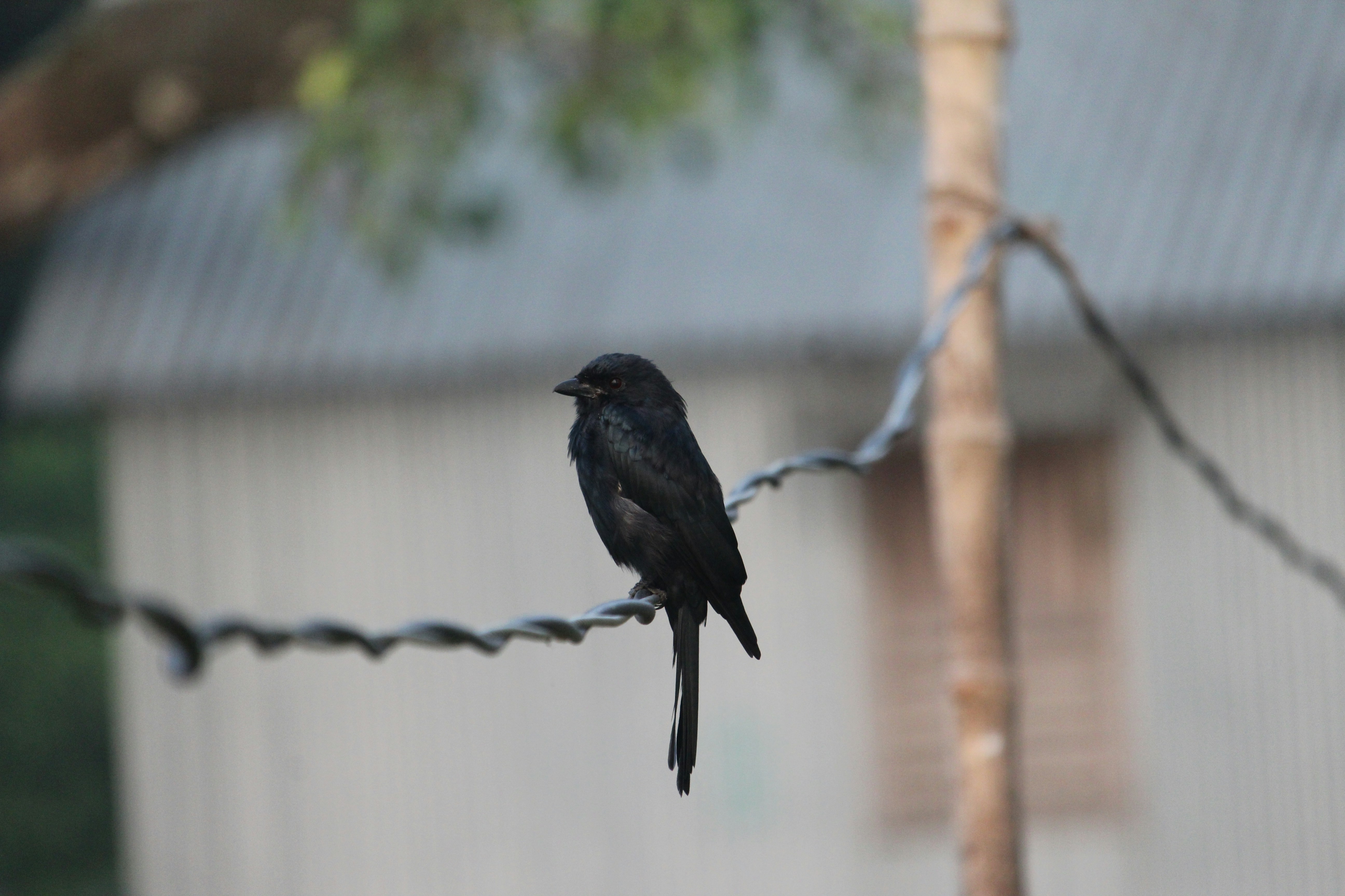 #ImtiazAhmedDipto #Bird #ImtiazDipto