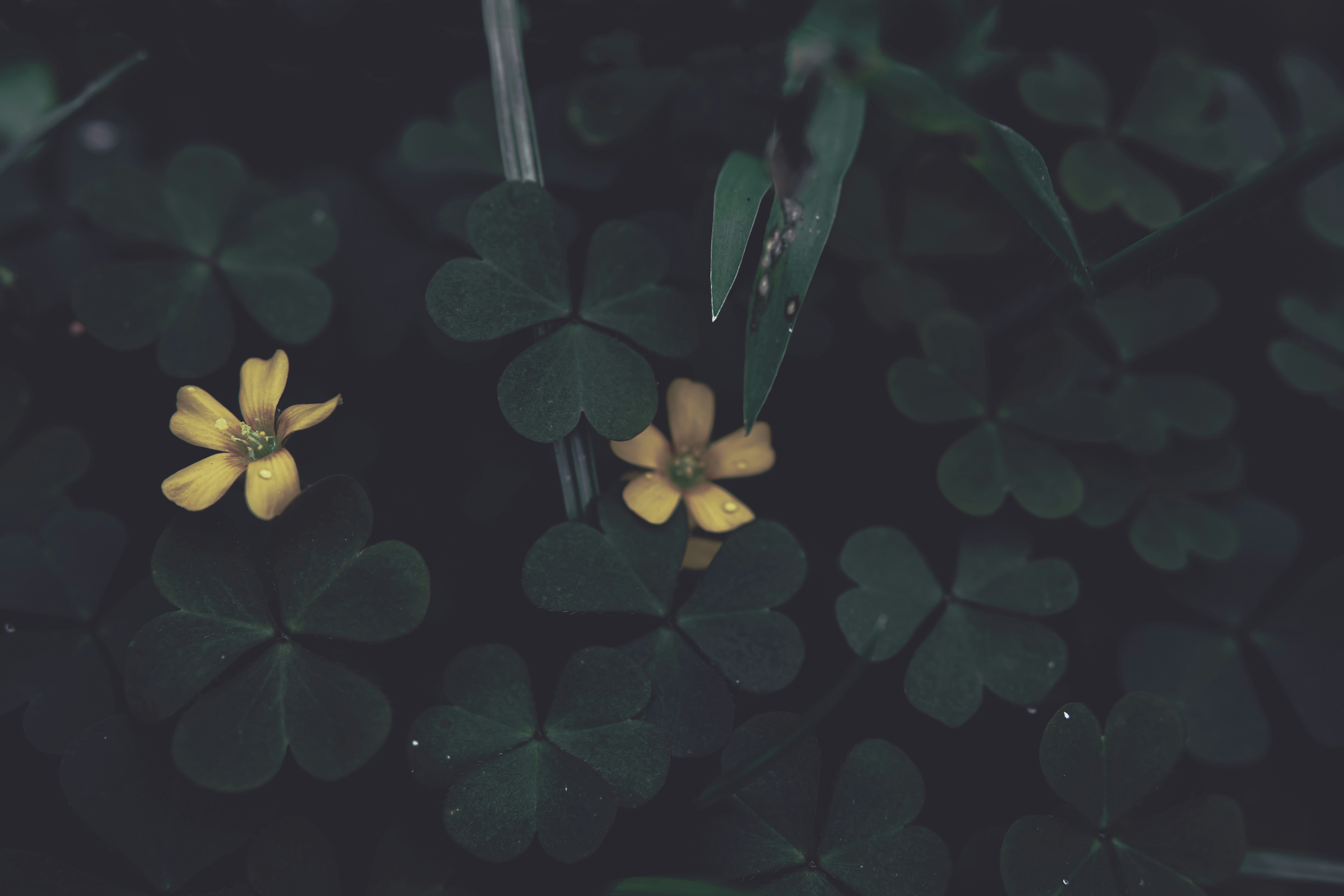 Two Golden Blooms in a Shadowed Oxalis Patch