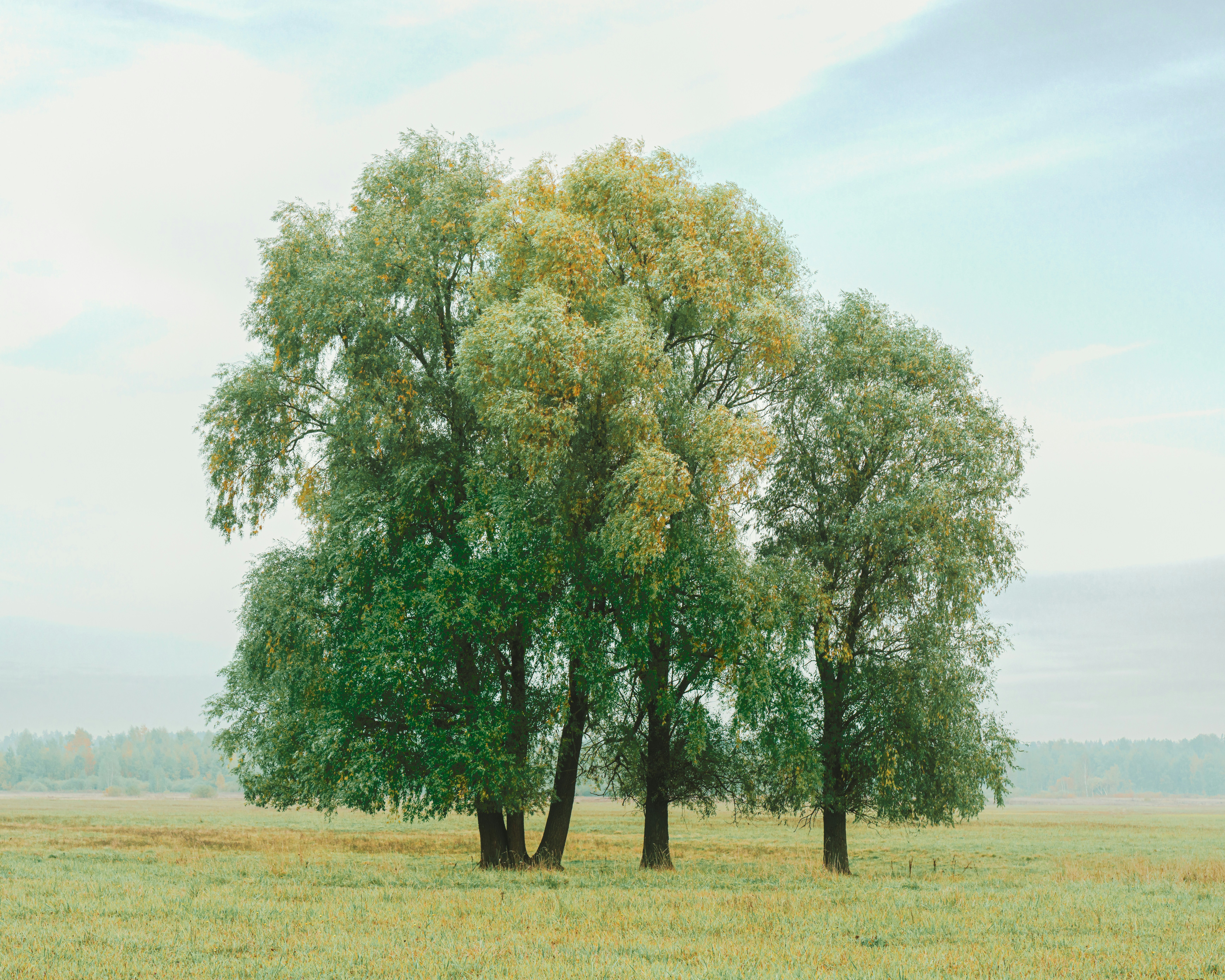Foto zum Thema Eine Gruppe von Bäumen auf einem Feld – Kostenloses Bild ...