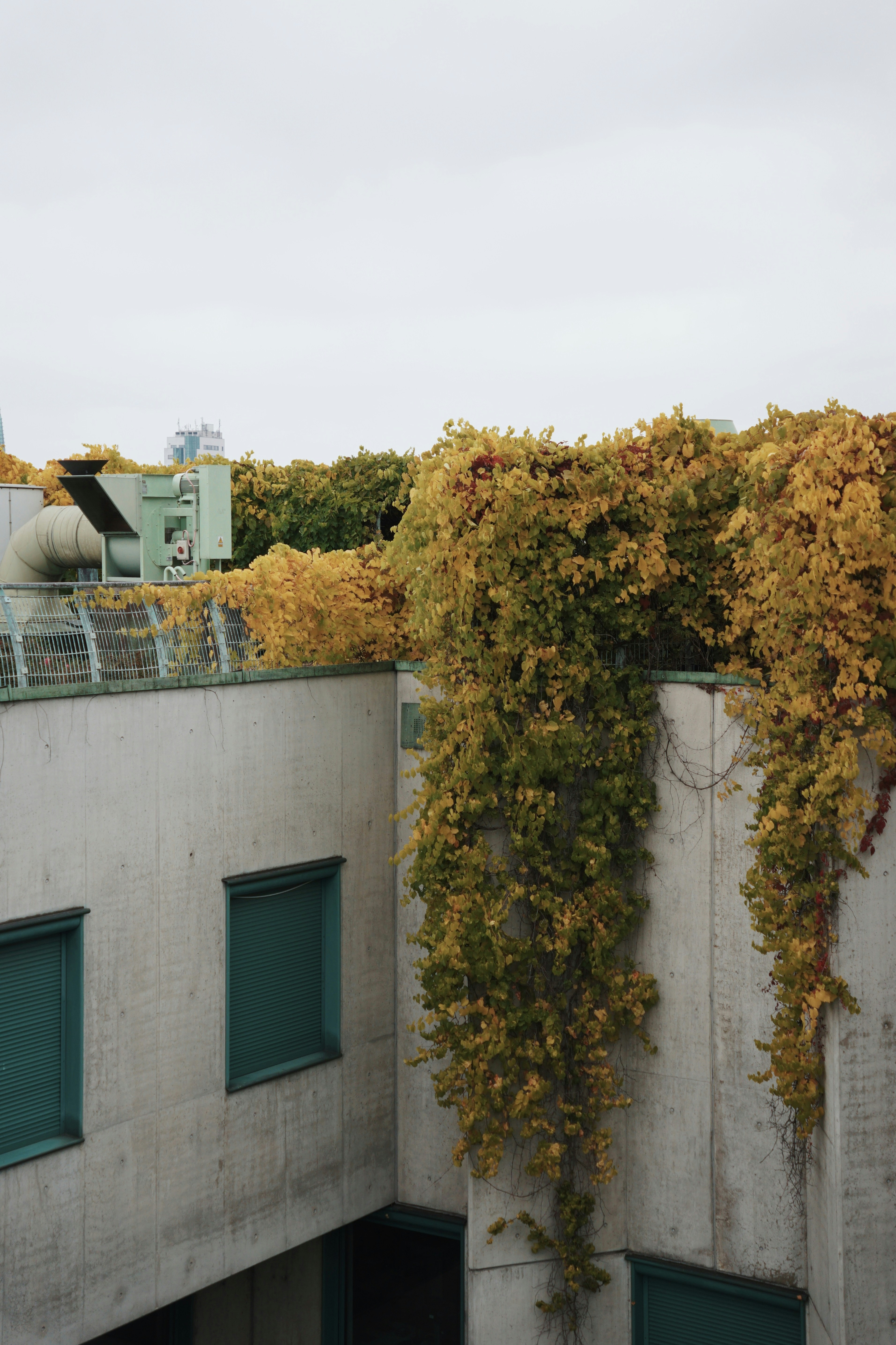 Ivy Veil on a Concrete Facade