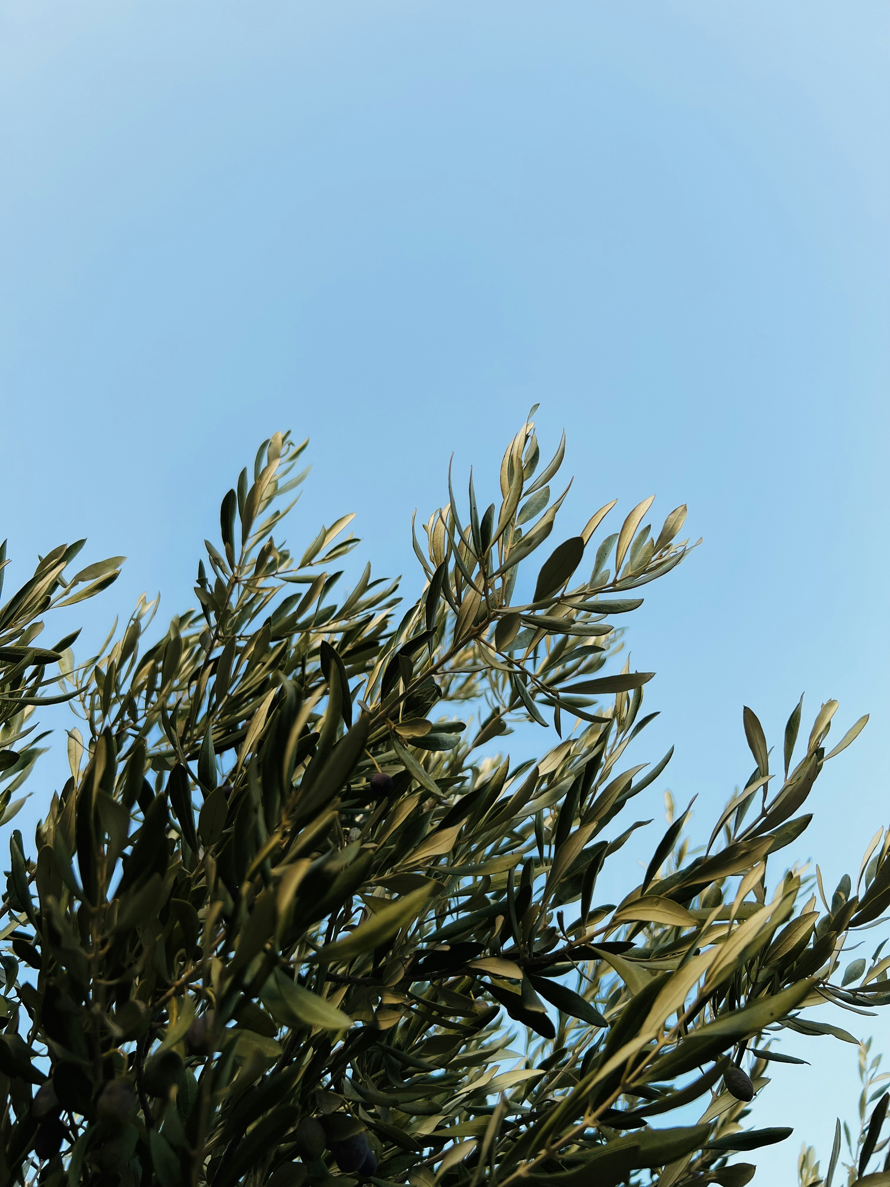 Olive Fronds against a Cerulean Sky: A Quiet Sunlit Moment