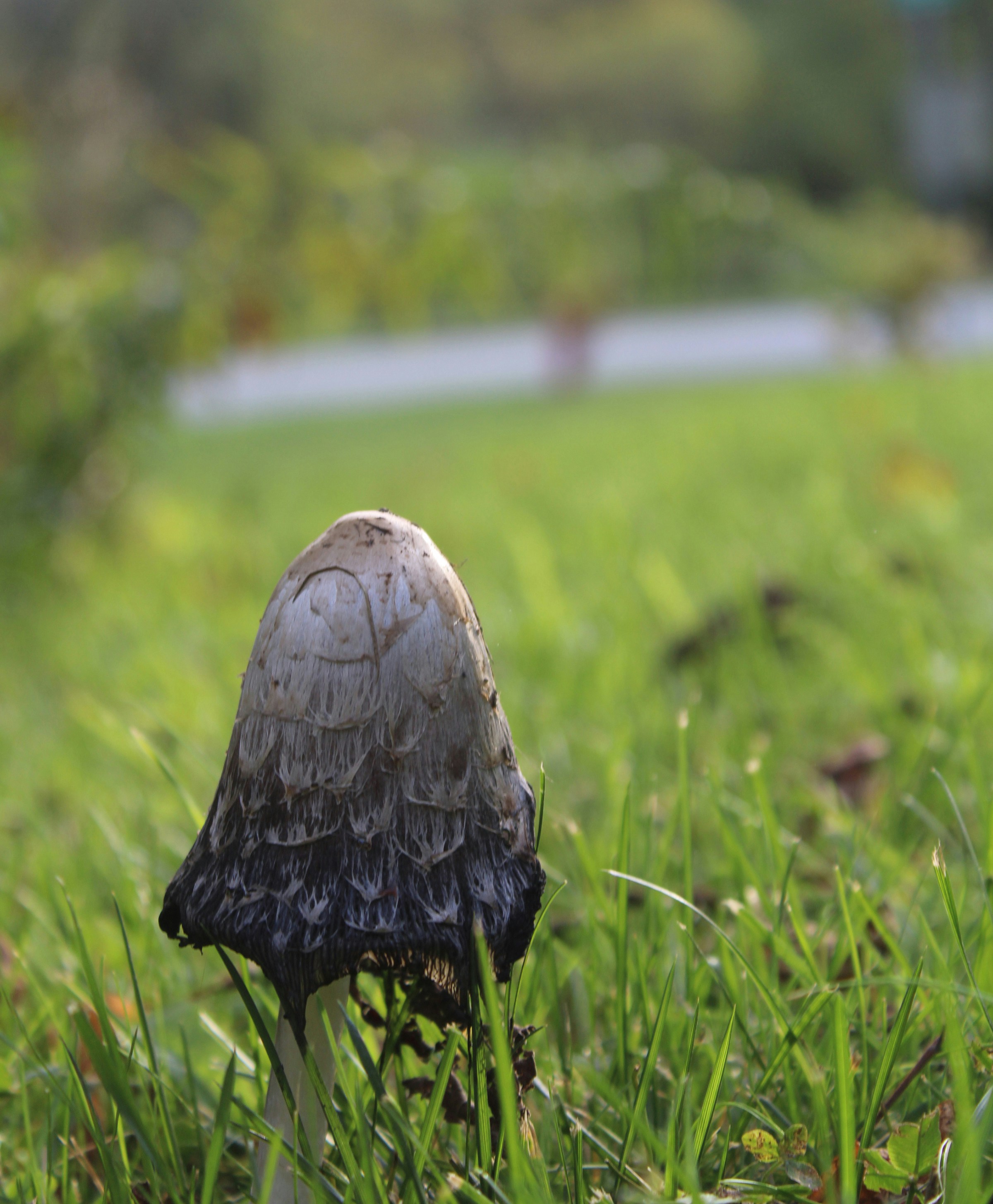 Solitary Mushroom in Morning Light