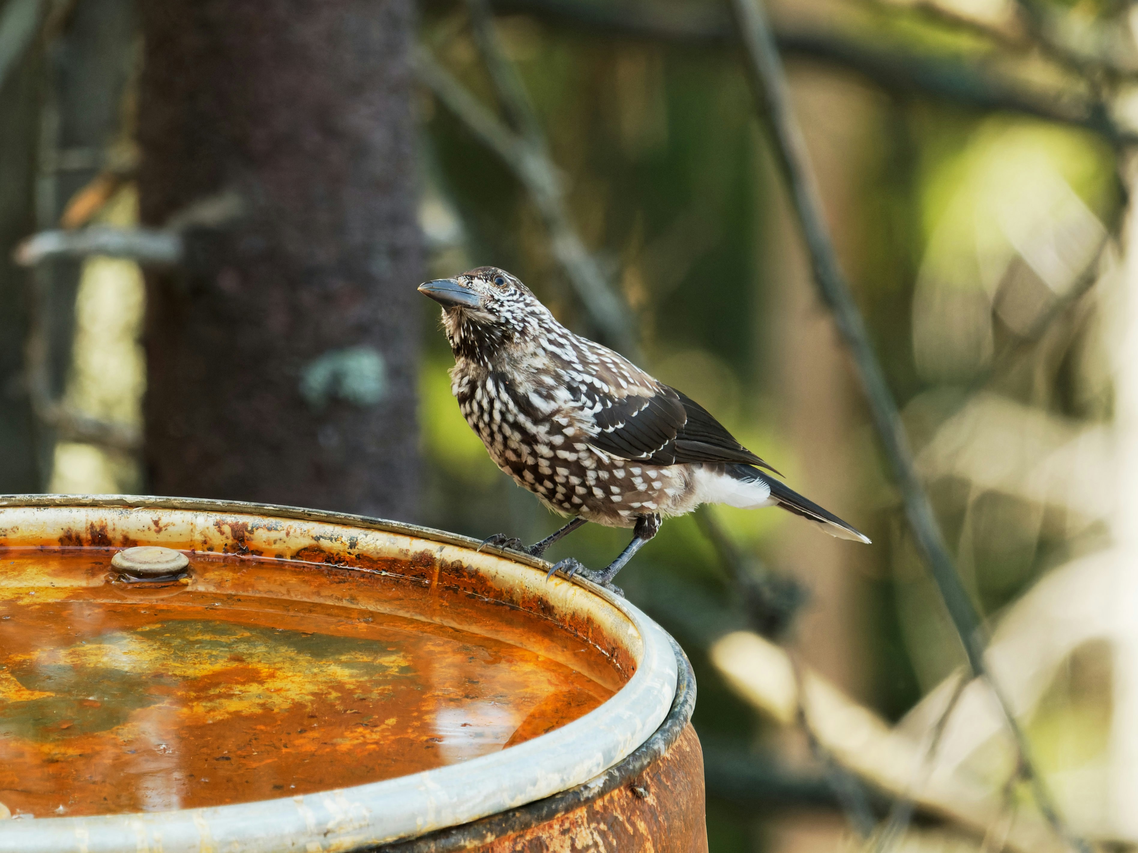 Spot on the Rusty Rim: A Speckled Thrush Perched at the Watering Barrel