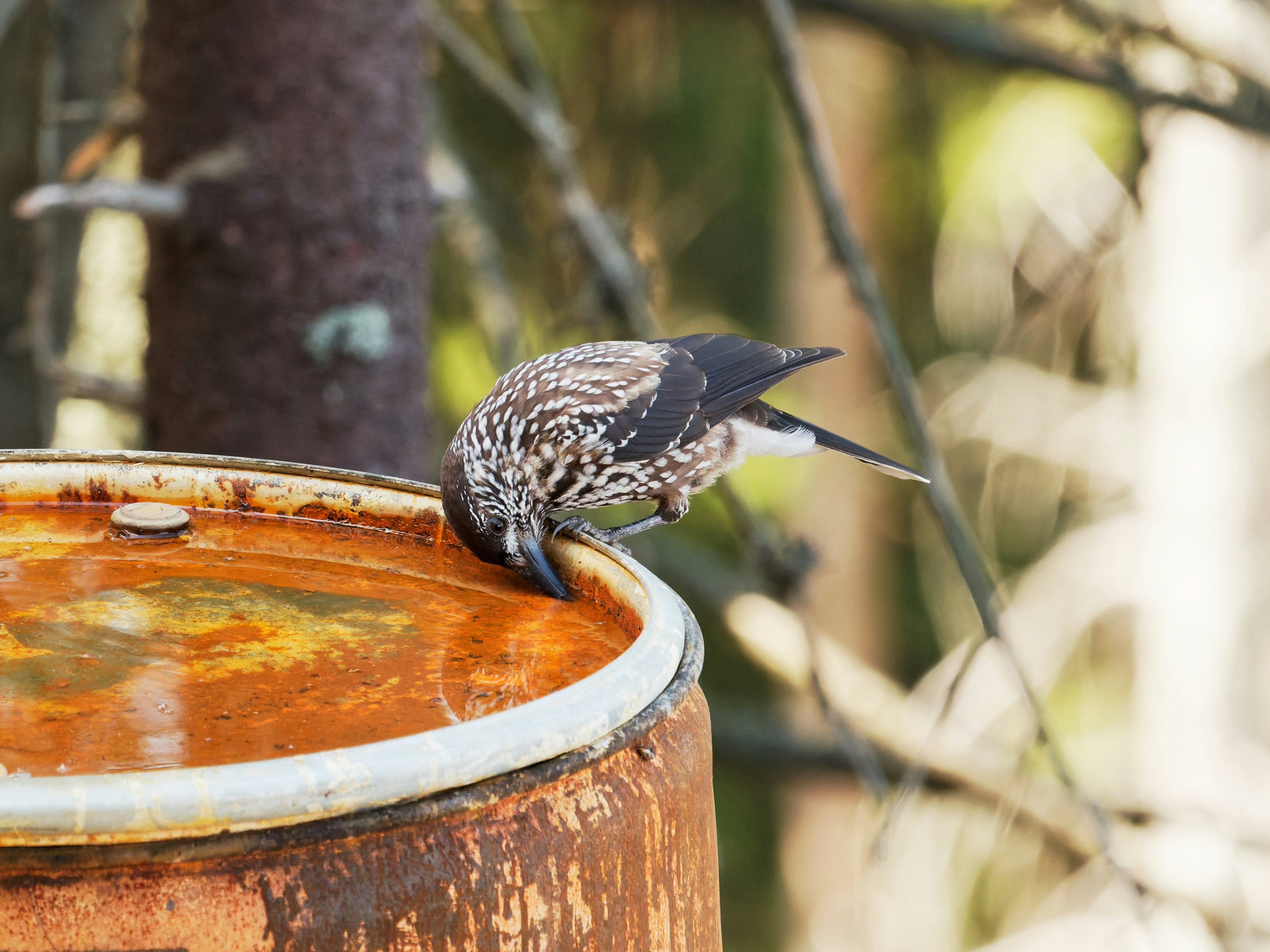 Rust and Rim: A speckled bird at the sunlit edge of a rusty drum