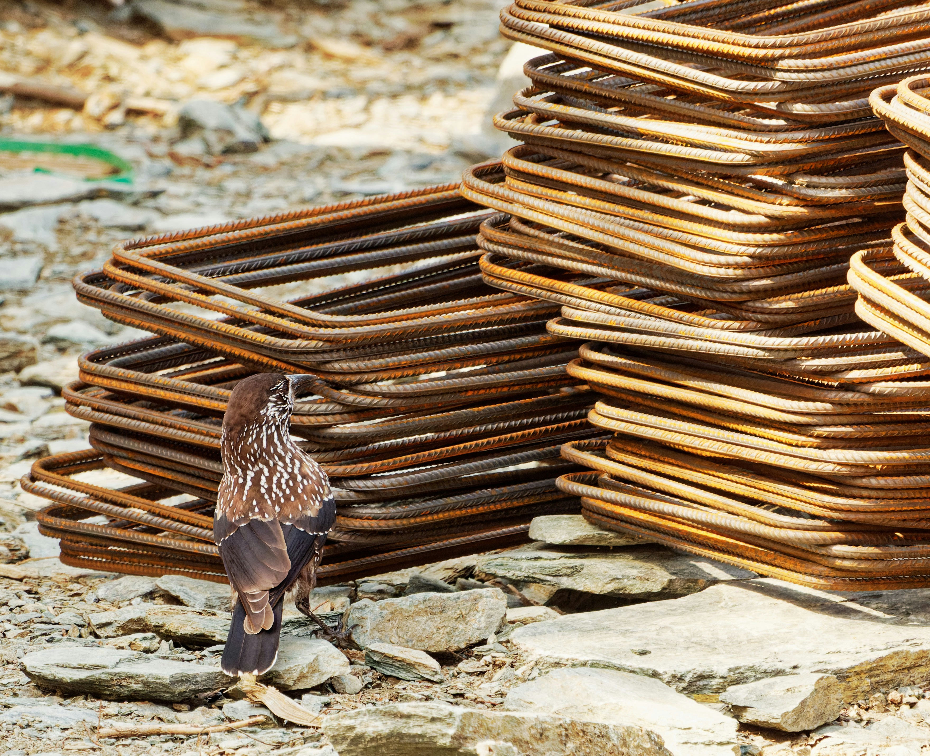 Staccato of Brown: A-One Bird Among Stacked Weaves